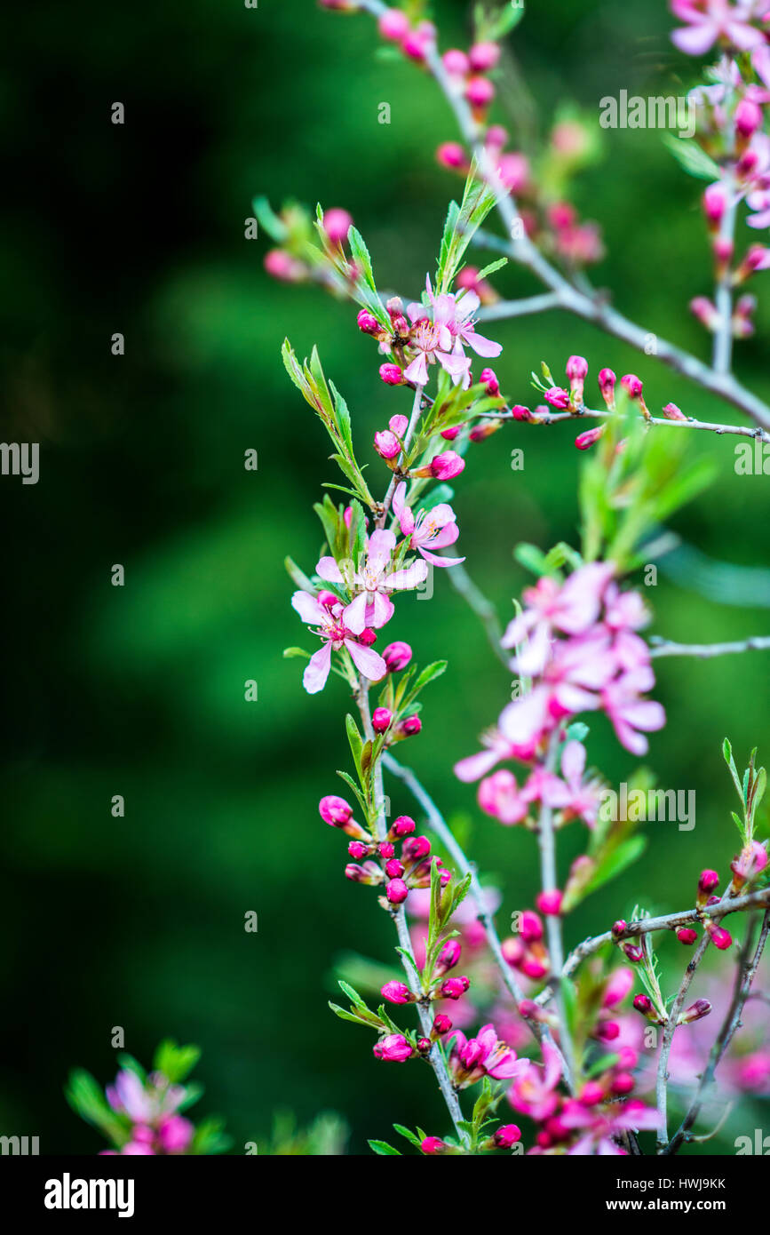 Dwarf pink flowering almond bush hi-res stock photography and images ...