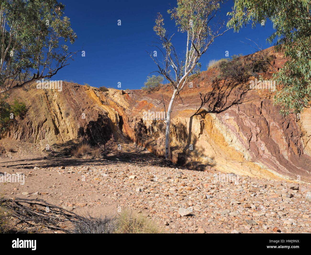 Ochre lined wall and tree in the dry creek at the McDonnell Ranges ...