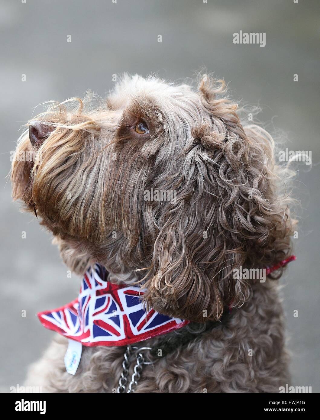A dog during a visit by the Prince of Wales to the Clitheroe Food ...