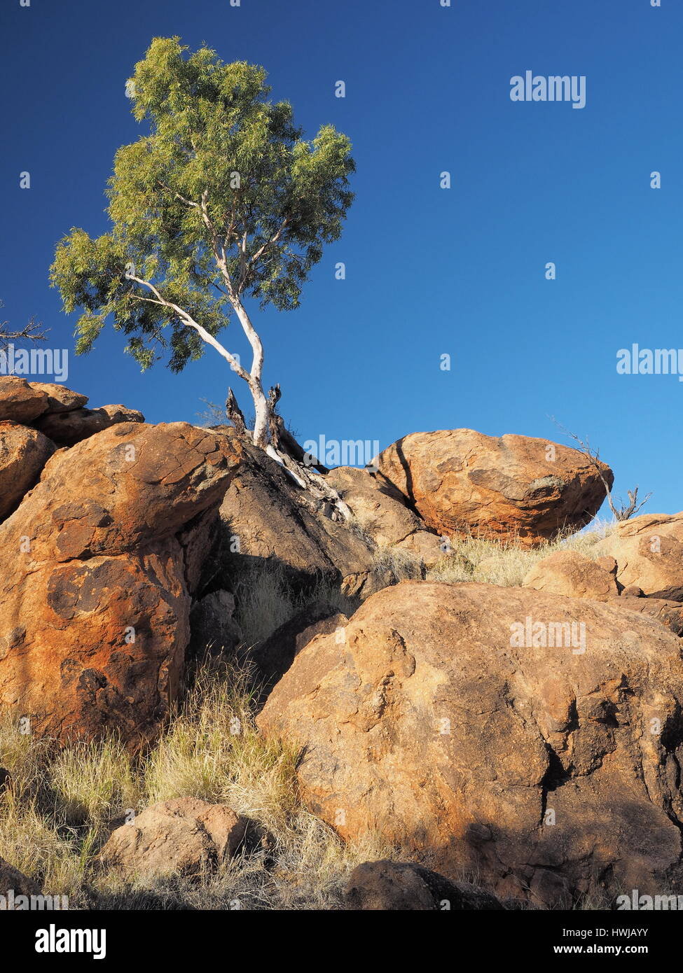 Gum Tree on a outback rock formation near the old Telegraph Station ...