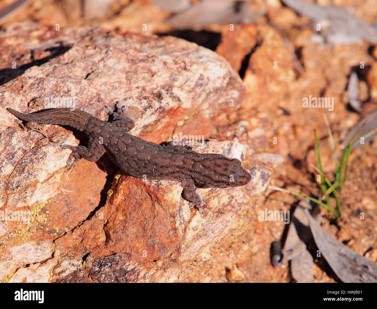 Tree Dtella Gecko Gehyra variegata in the morning sun on a rock in the ...