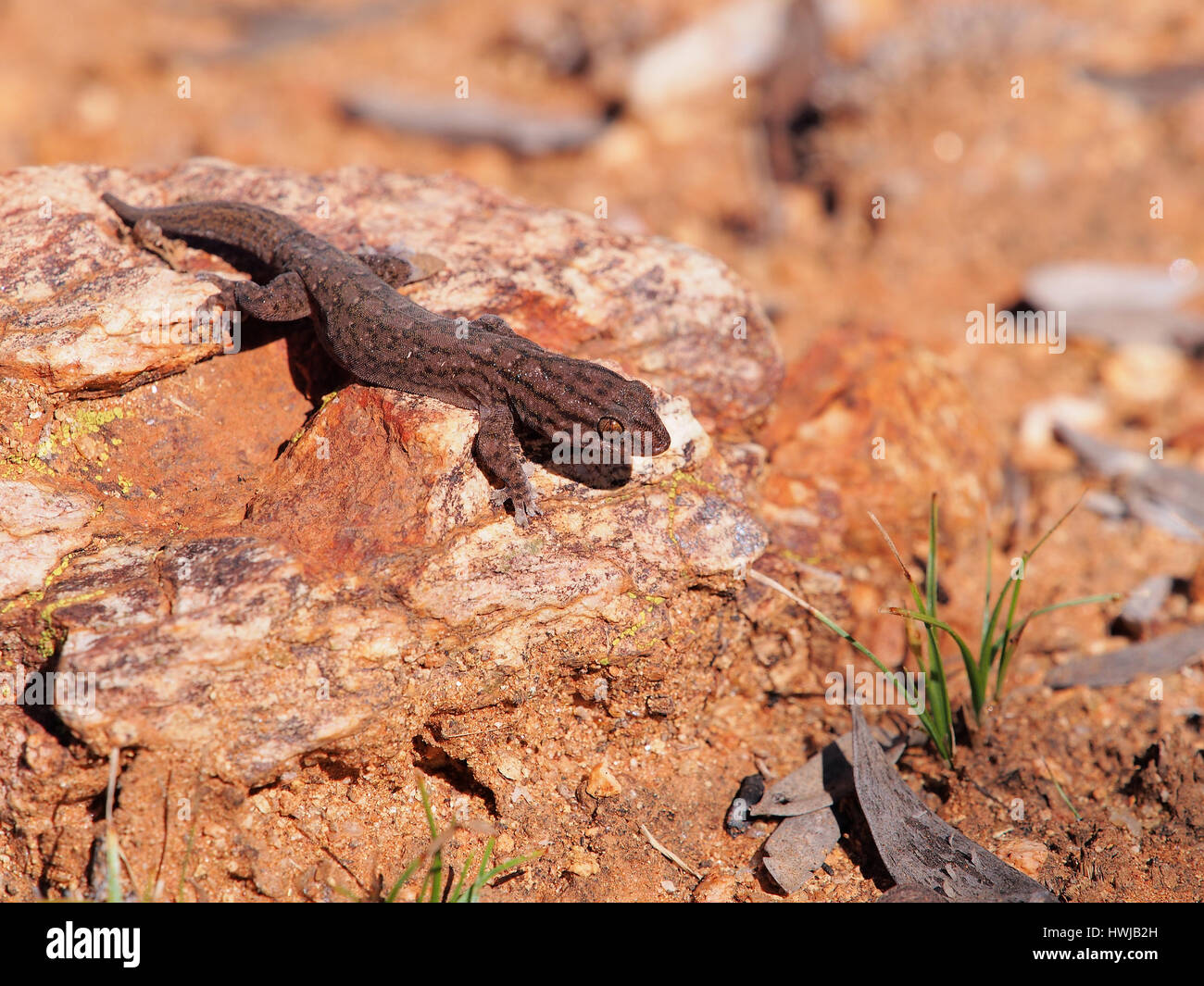 Tree Dtella Gecko Gehyra variegata in the morning sun on a rock in the ...