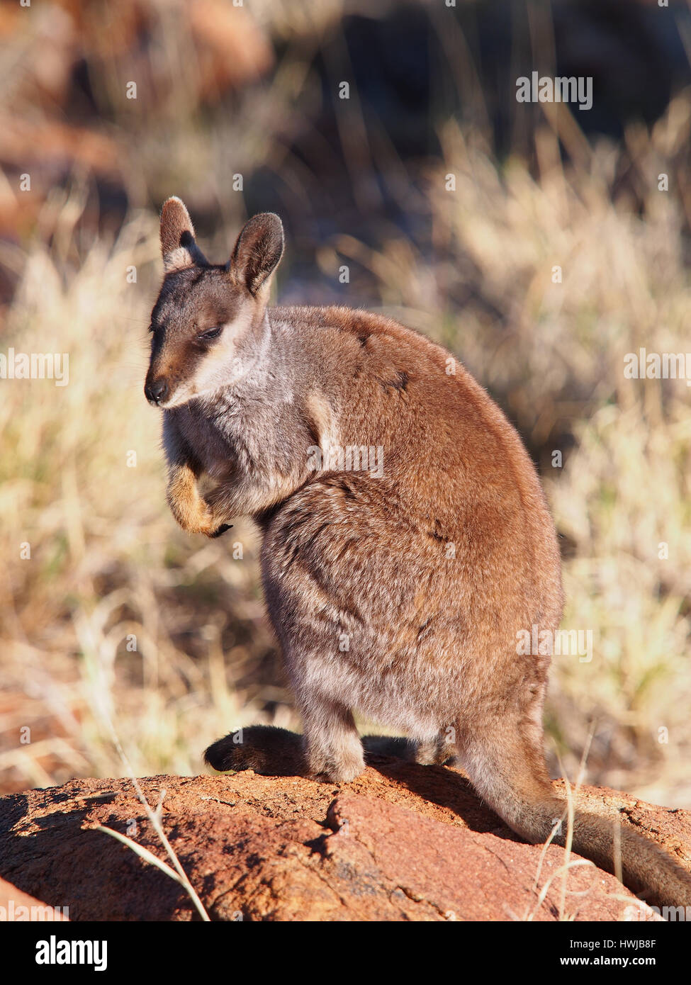 Smiling wallaby hi-res stock photography and images - Alamy