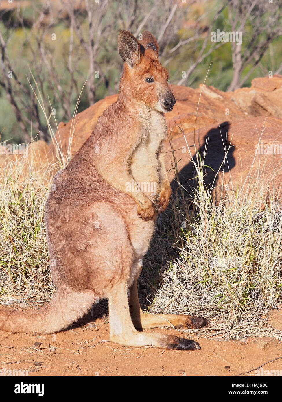 Kangaroo, Macropus rufus, scratching itself and smiling at a outback ...