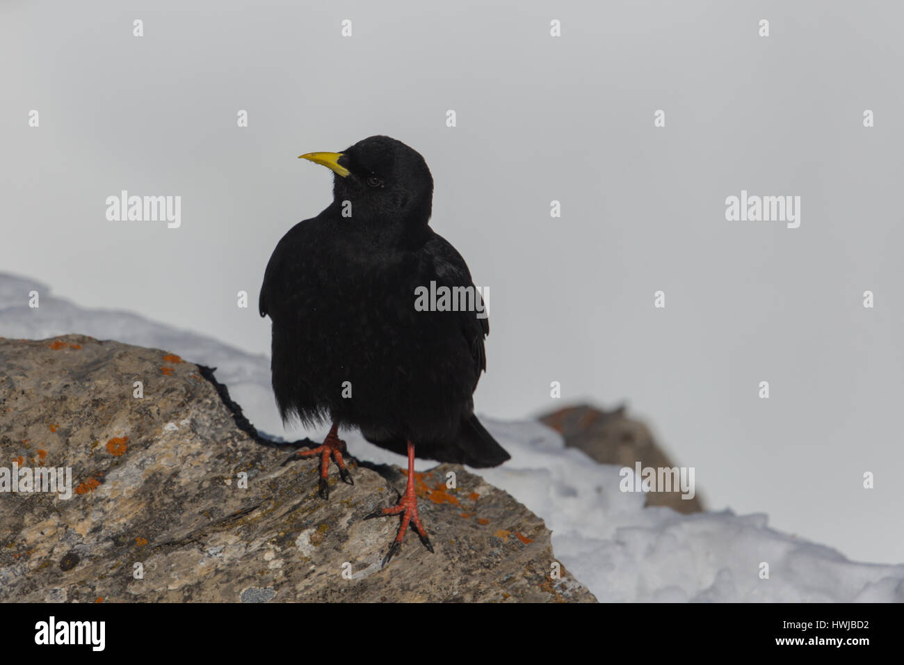 Chough bird hi-res stock photography and images - Alamy