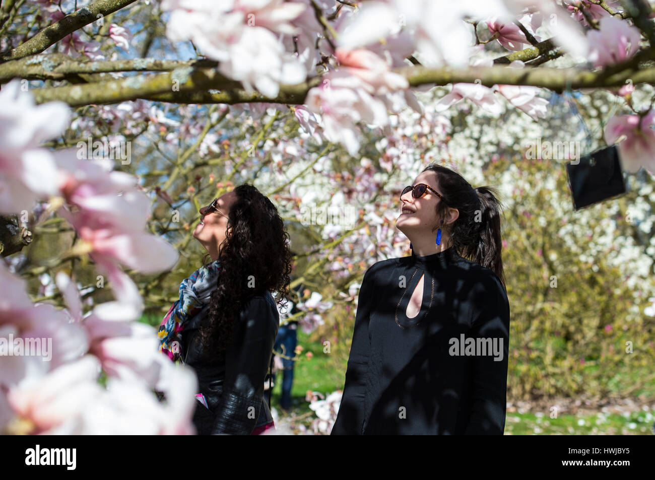 Cherry blossom in kew gardens hi-res stock photography and images - Alamy