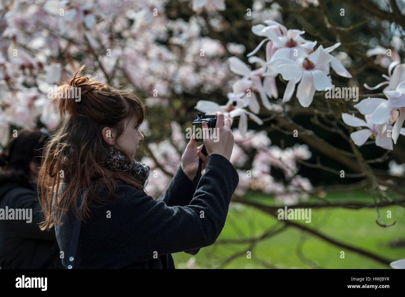 A woman photographs a cherry blossom tree in Kew Gardens, south-west ...