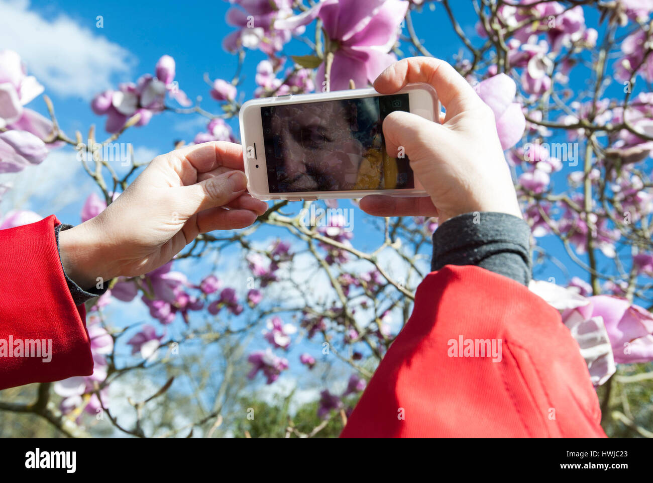 Cherry blossom in kew gardens hi-res stock photography and images - Alamy
