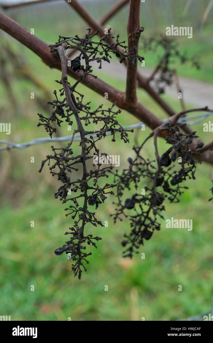 Drying out grape hi-res stock photography and images - Alamy