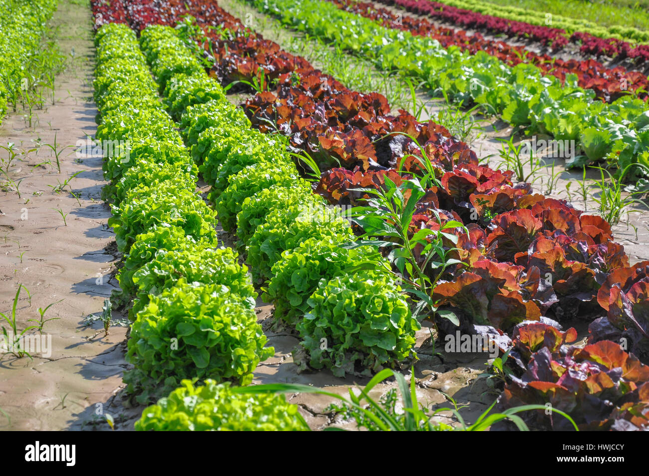 Fields with curled lettuce and butterhead lettuce, Rems-Murr region ...