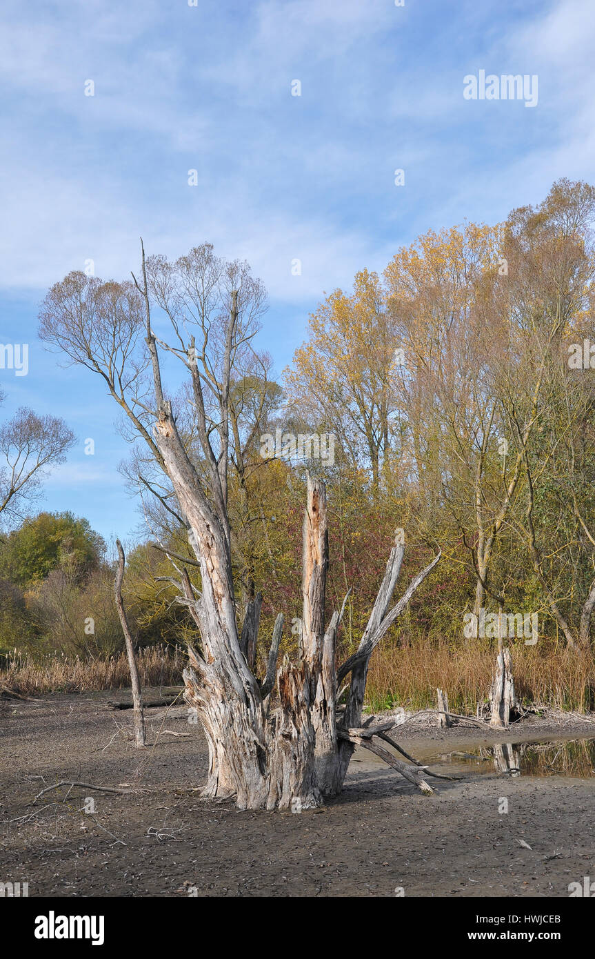 Drying out pond hi-res stock photography and images - Alamy