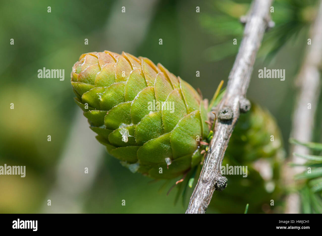 Larch cone, Baden-Wuerttemberg, Germany, , Larix Stock Photo - Alamy