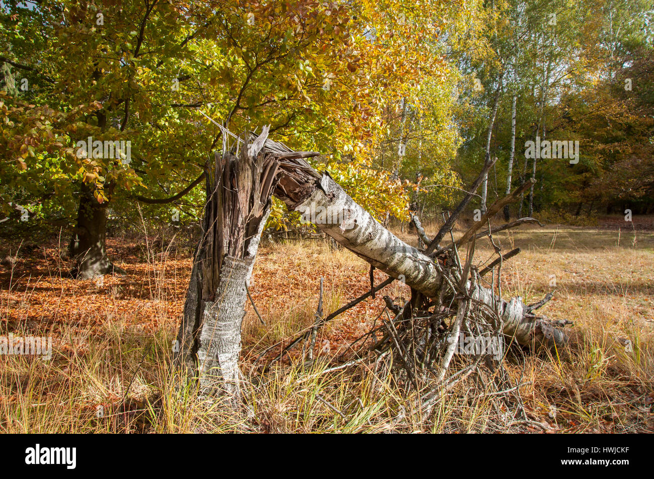 Splintered Birch tree, Woodland pasture, Waldenburg Mountains, Swabian ...