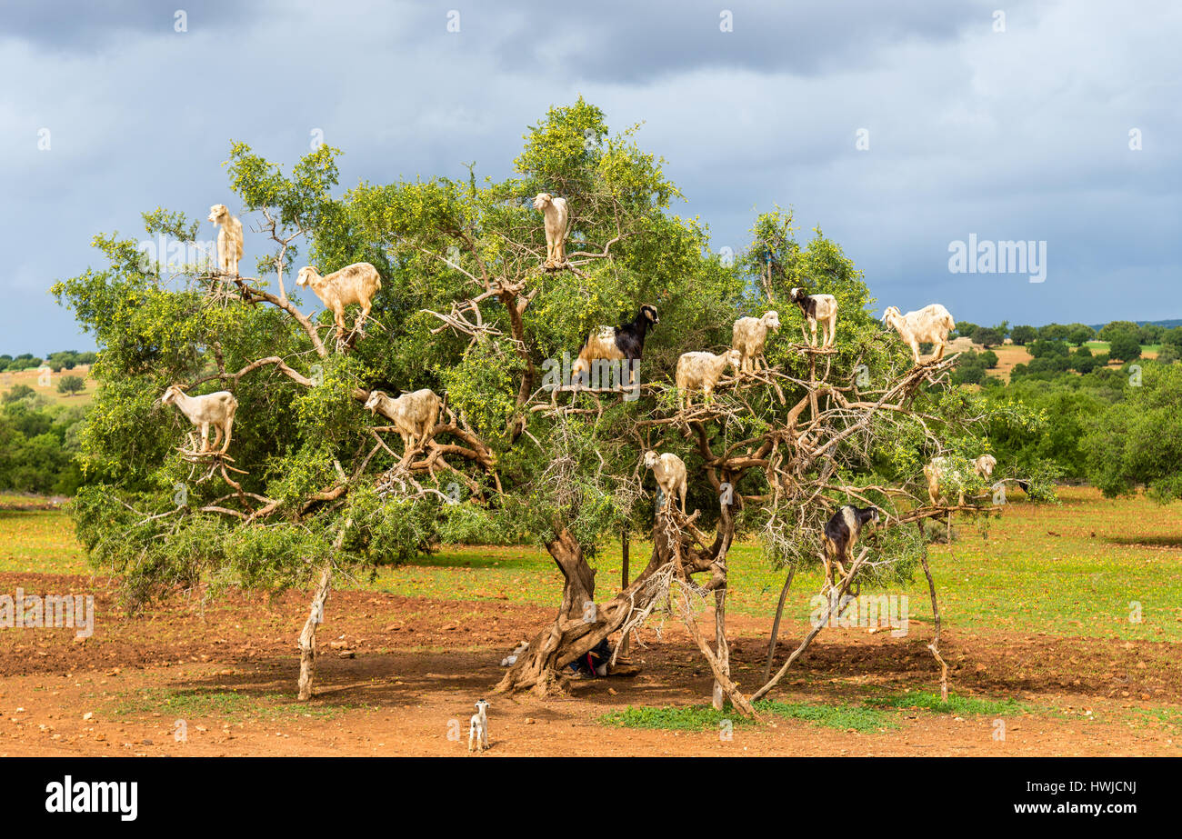 Argan tree hi-res stock photography and images - Alamy