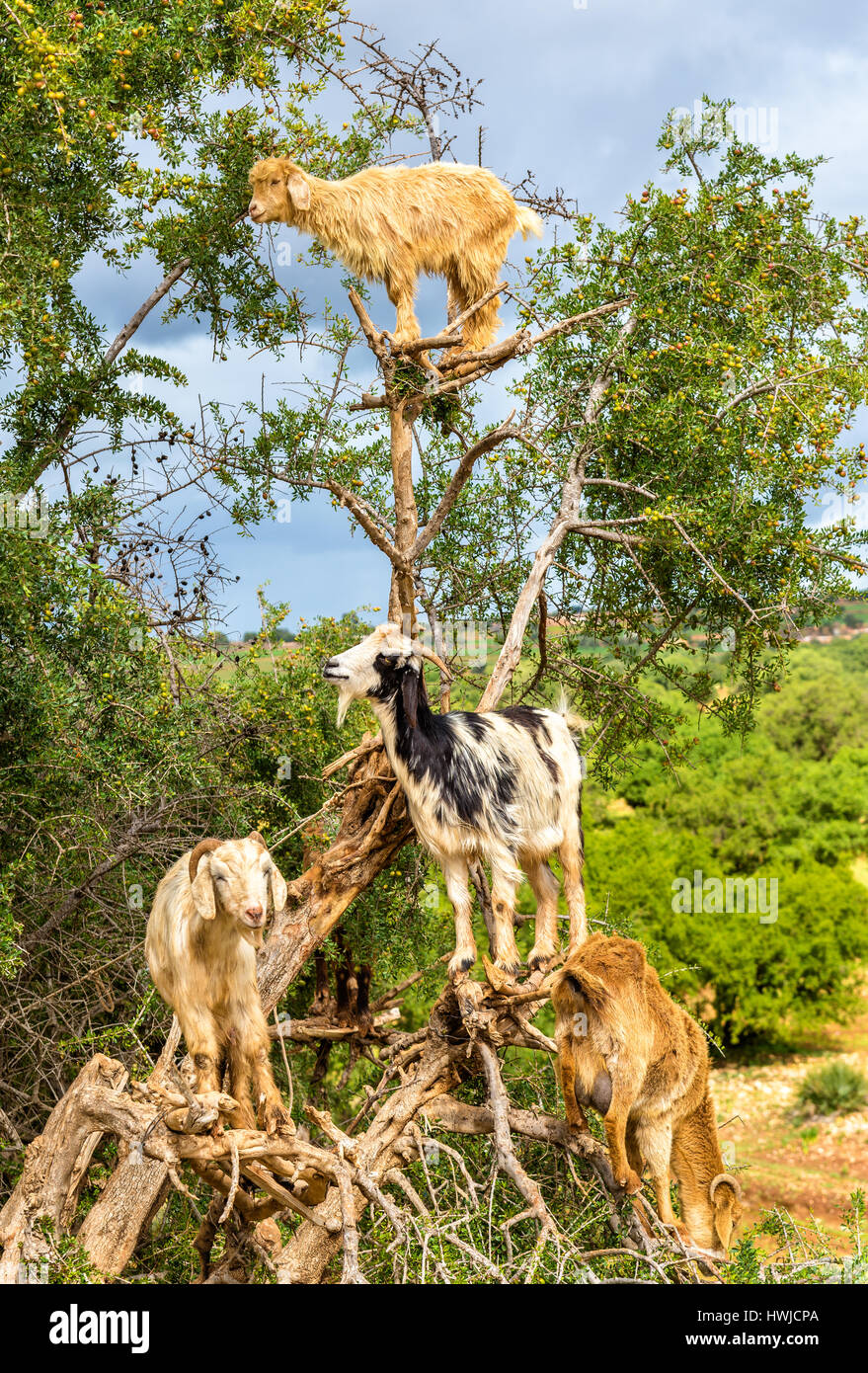 Olive tree sheep hi-res stock photography and images - Alamy