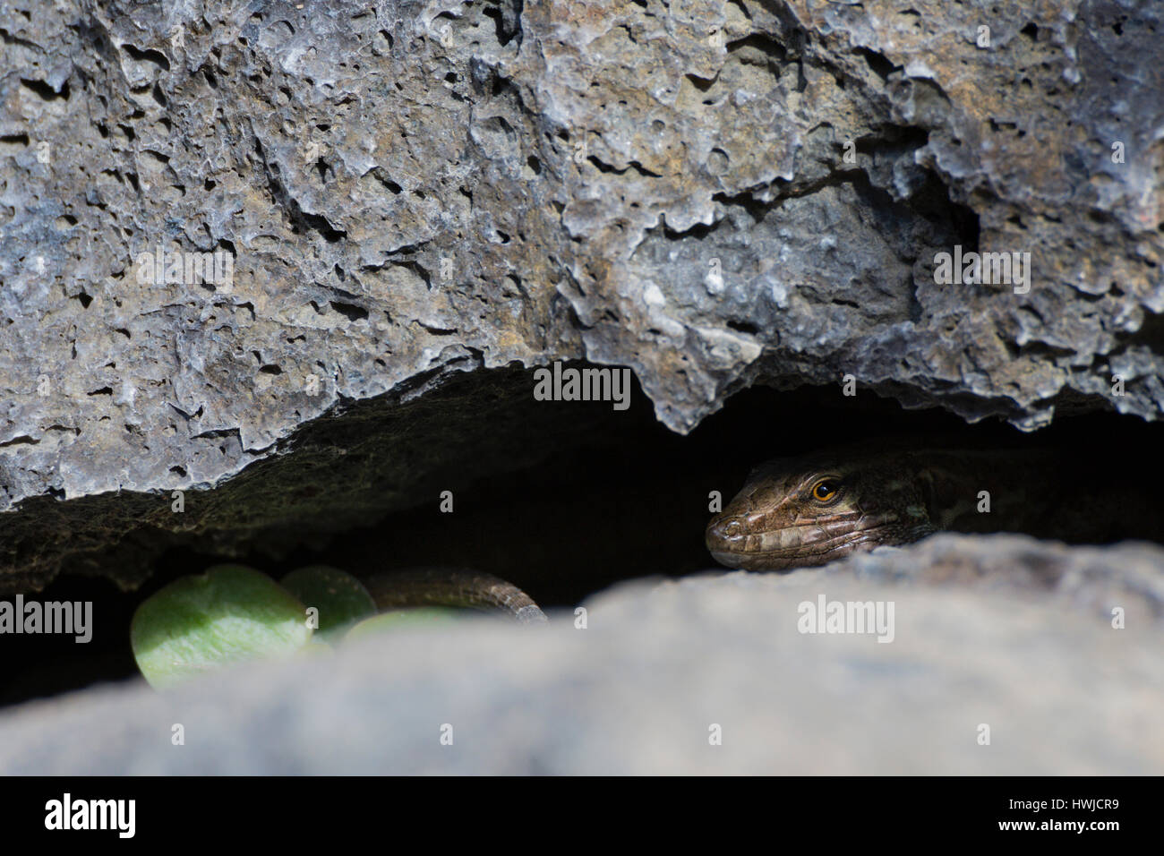 Western Canaries lizard, El Paso, La Palma, Spain , Gallotia galloti ...