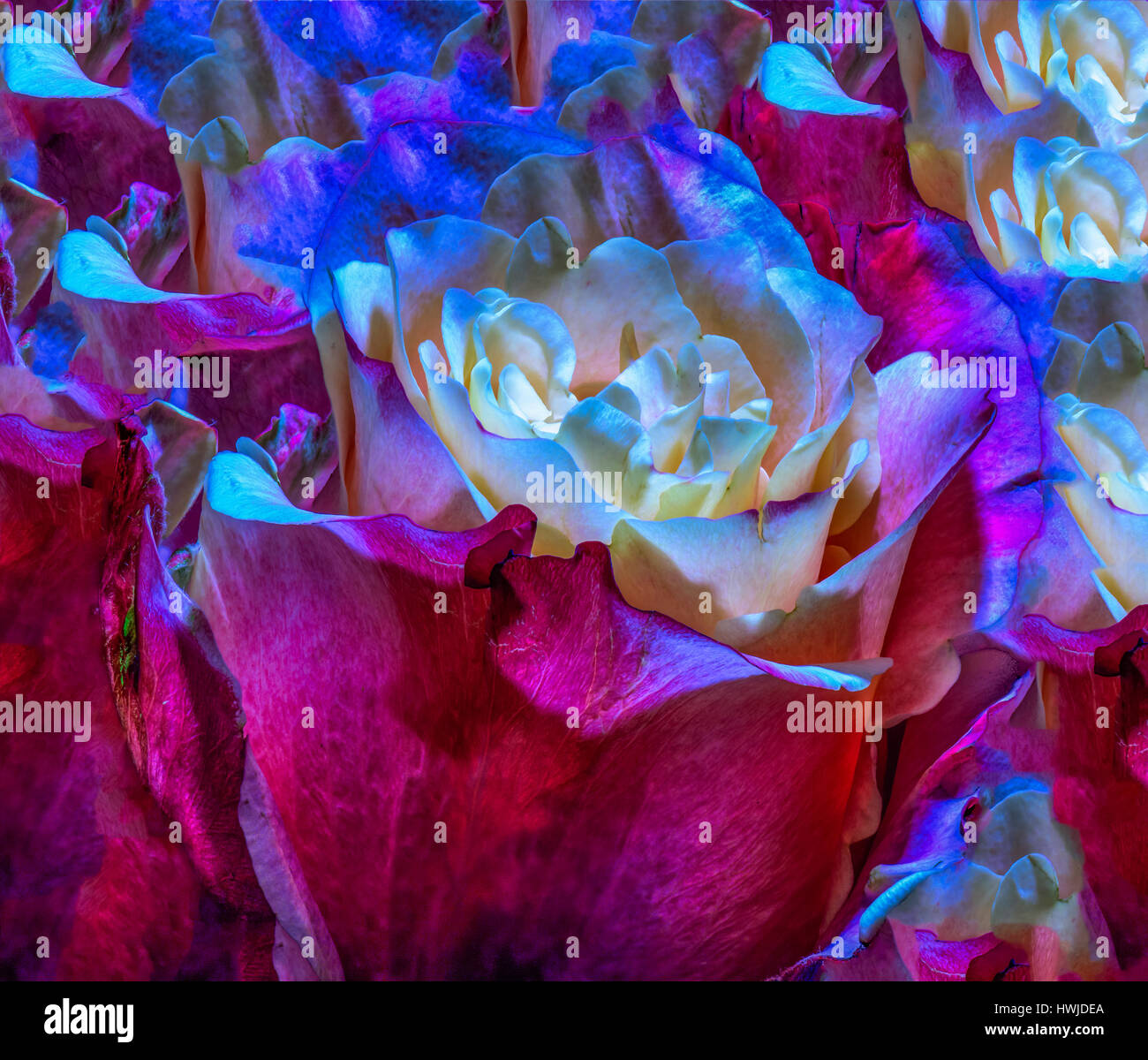 Intense colors hi-res stock photography and images - Alamy