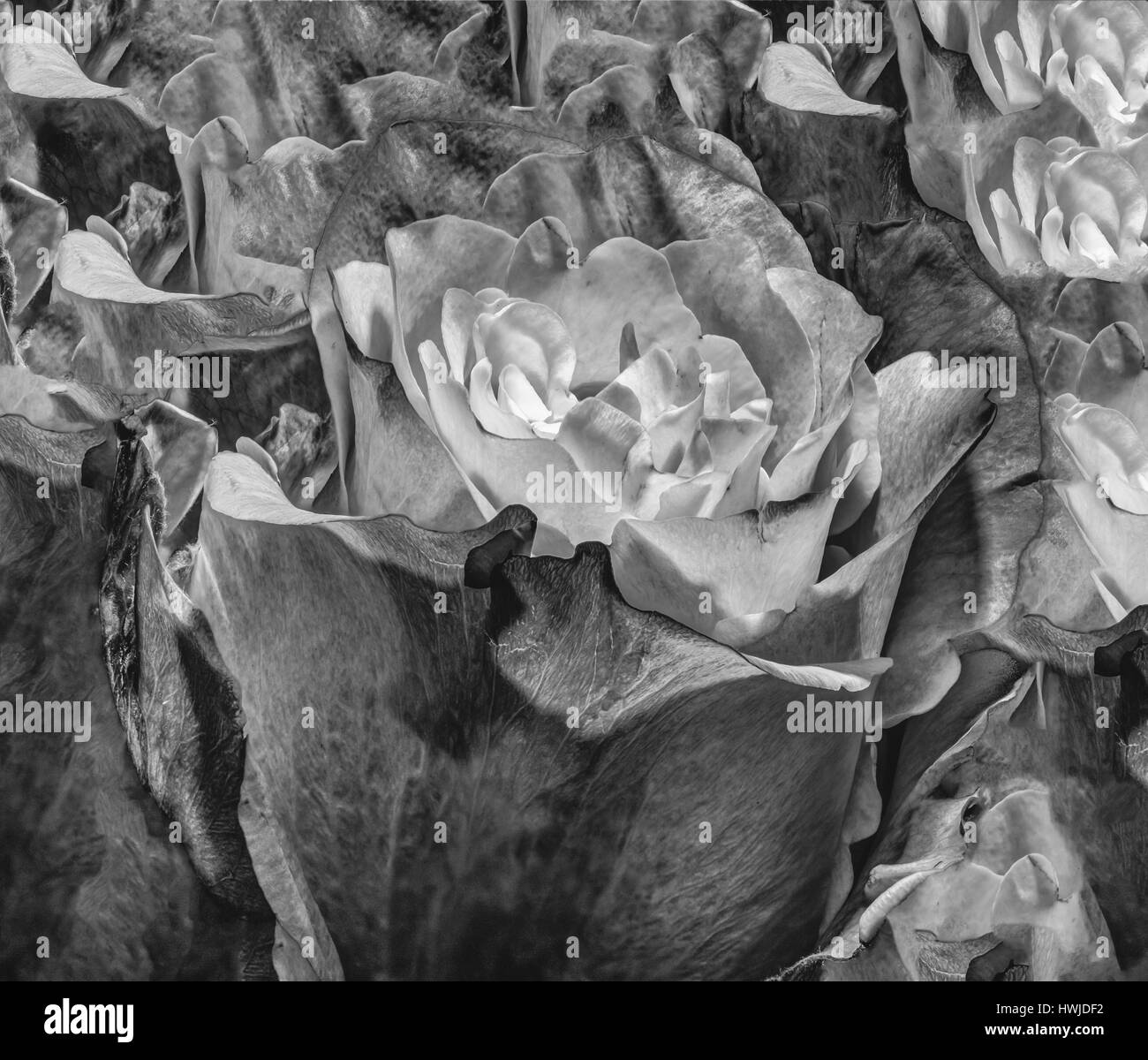 Rose curtain pattern Black and White Stock Photos & Images - Alamy