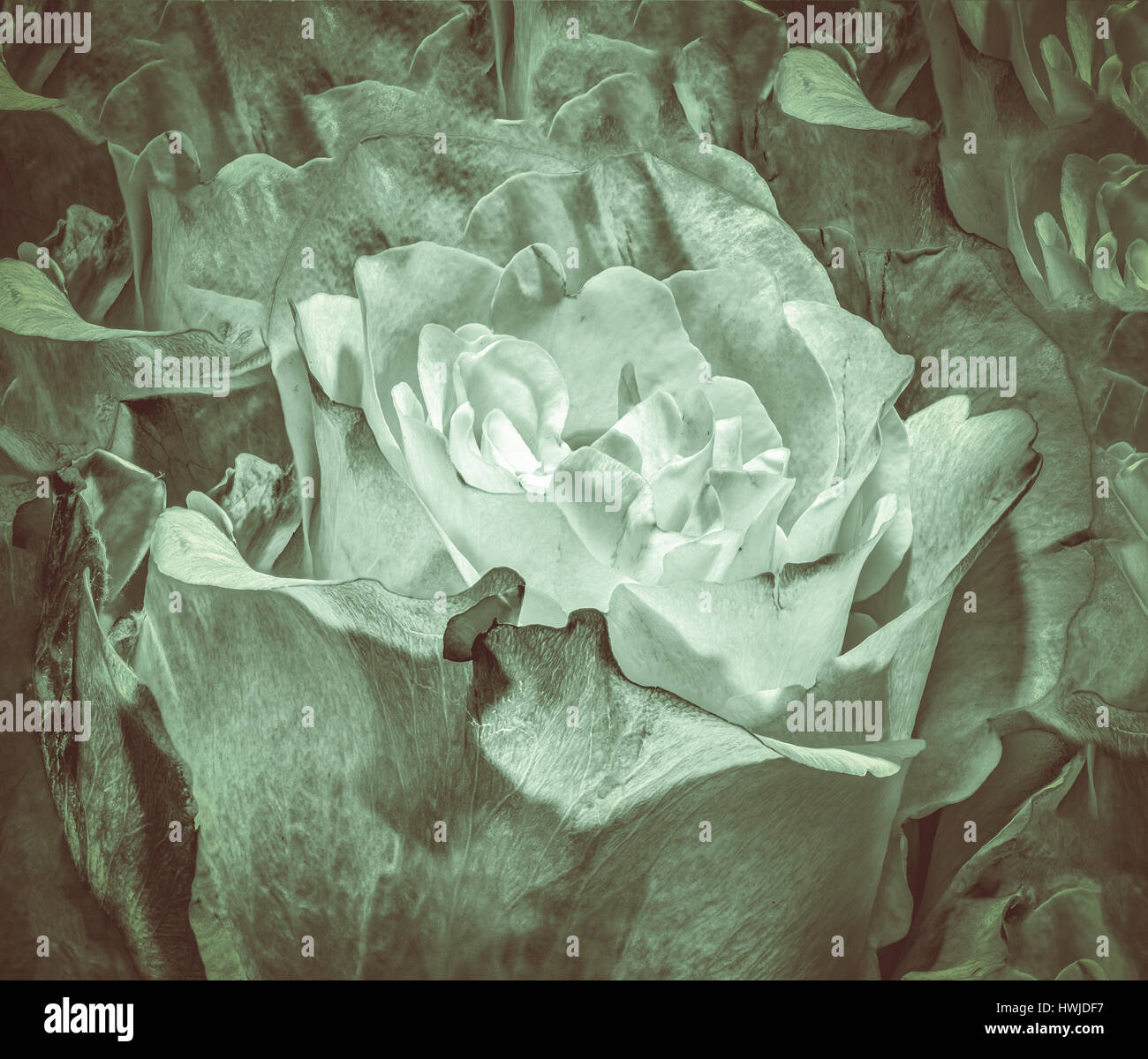 Monochrome Green and White Rose Petals Pattern Background Stock Photo ...