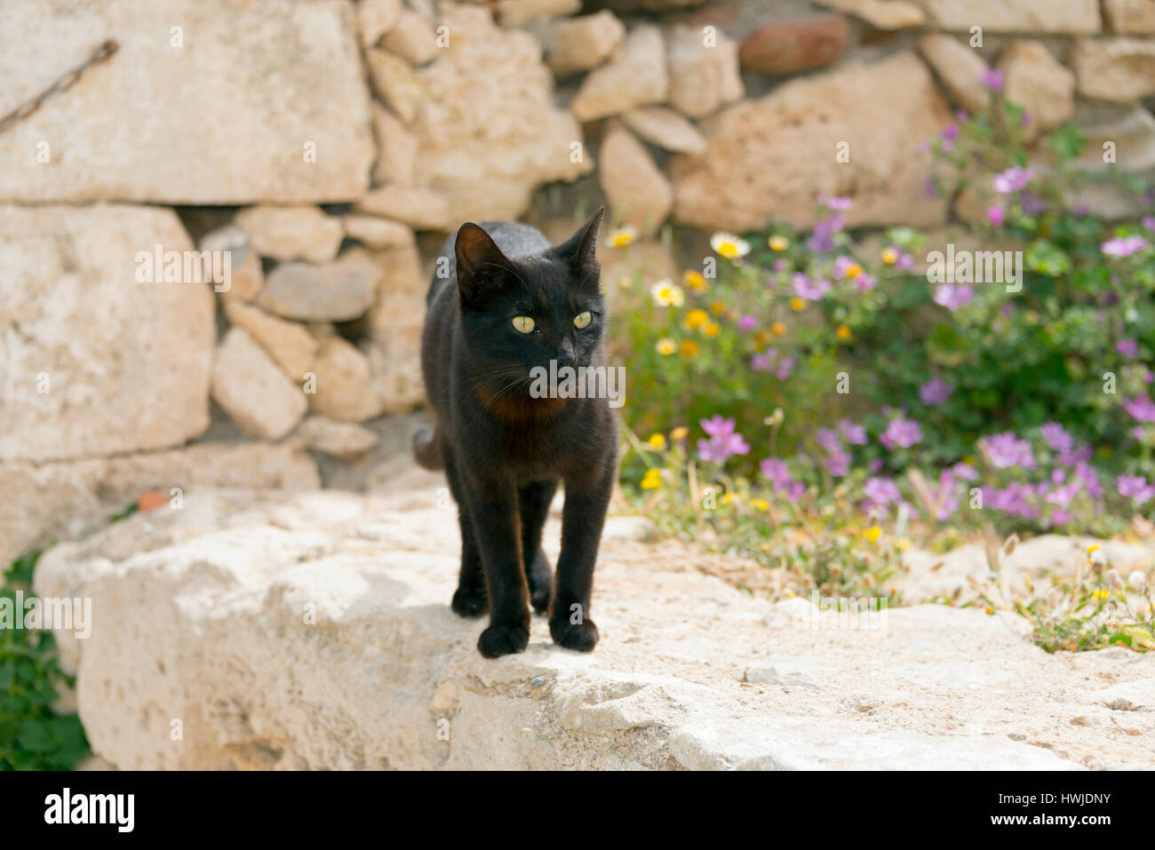 Cat, Fortezza, Rethymno, Crete, Greece Stock Photo - Alamy
