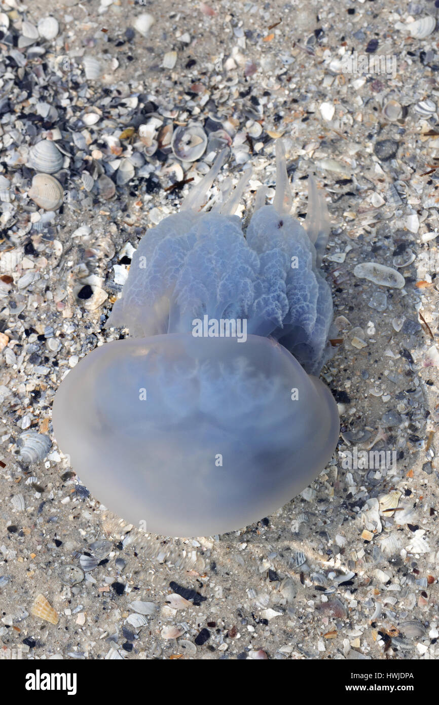 Rhizostomae hi-res stock photography and images - Alamy