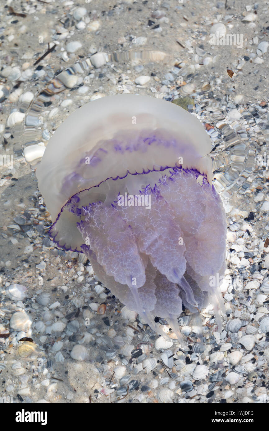 Jellyfish (Rhizostomae) in sea at hot sun summer day Stock Photo - Alamy