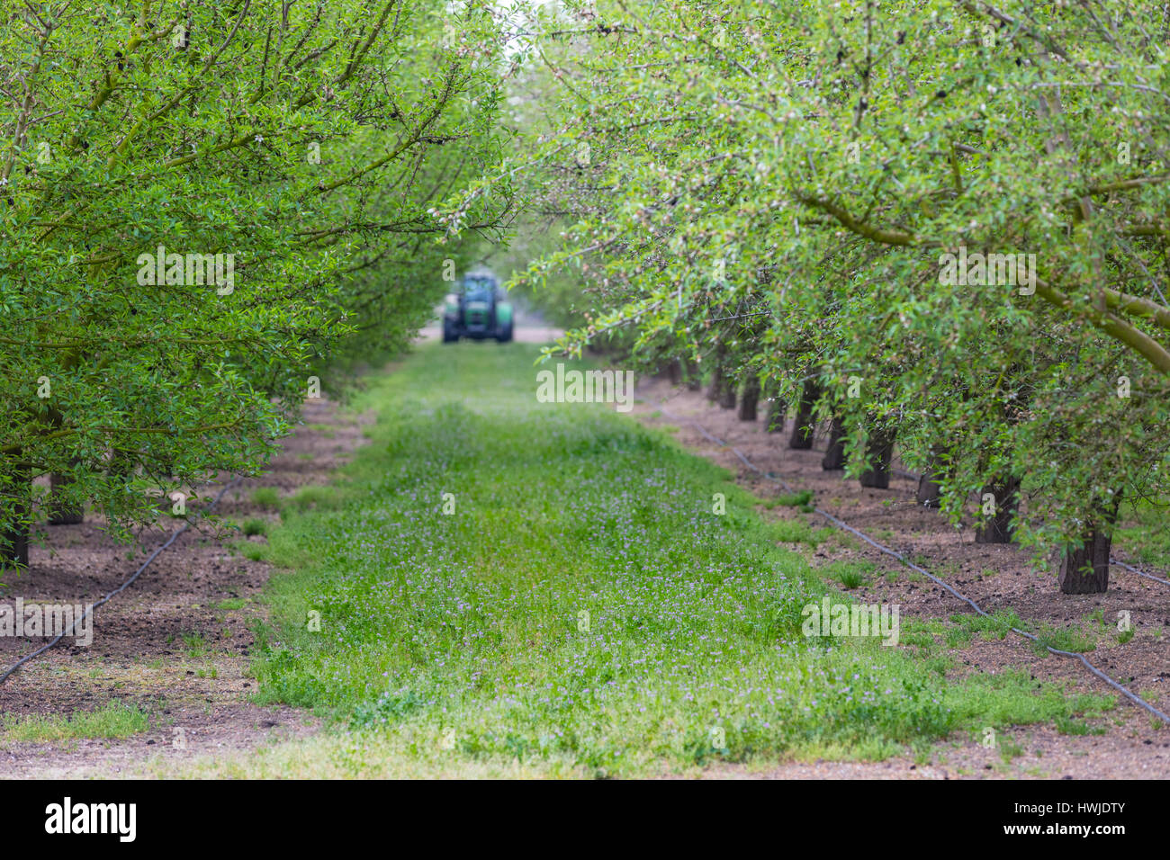 orchard, pollinate, pollinator, new, growth, tractor, spray, sprayer ...