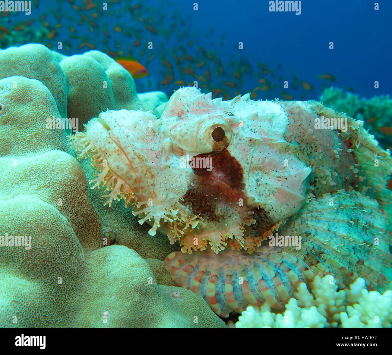 Drachenkopf , Scorpaena scrofa, Elphinstone Riff, Rotes Meer, Aegypten ...