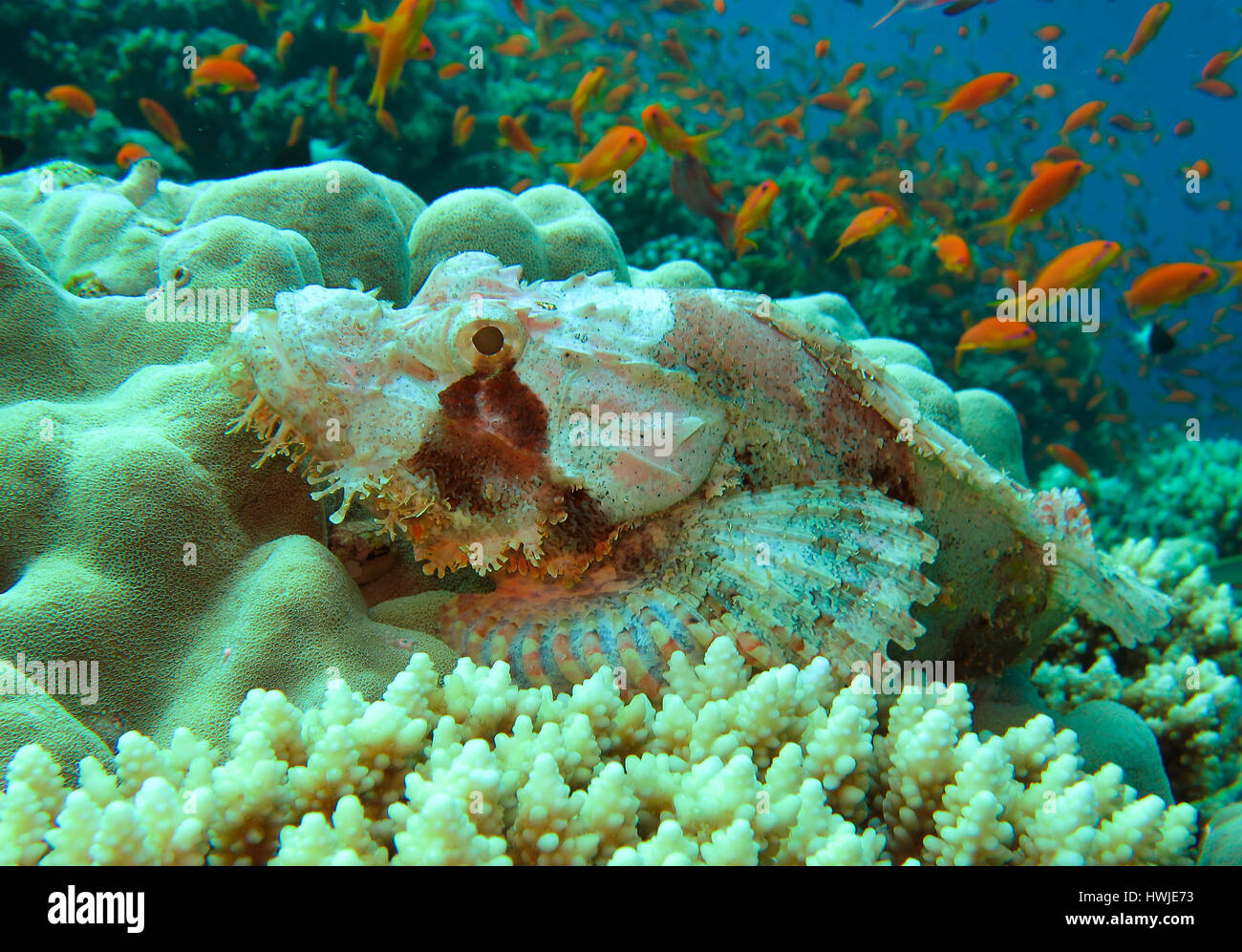 Drachenkopf , Scorpaena scrofa, Elphinstone Riff, Rotes Meer, Aegypten ...