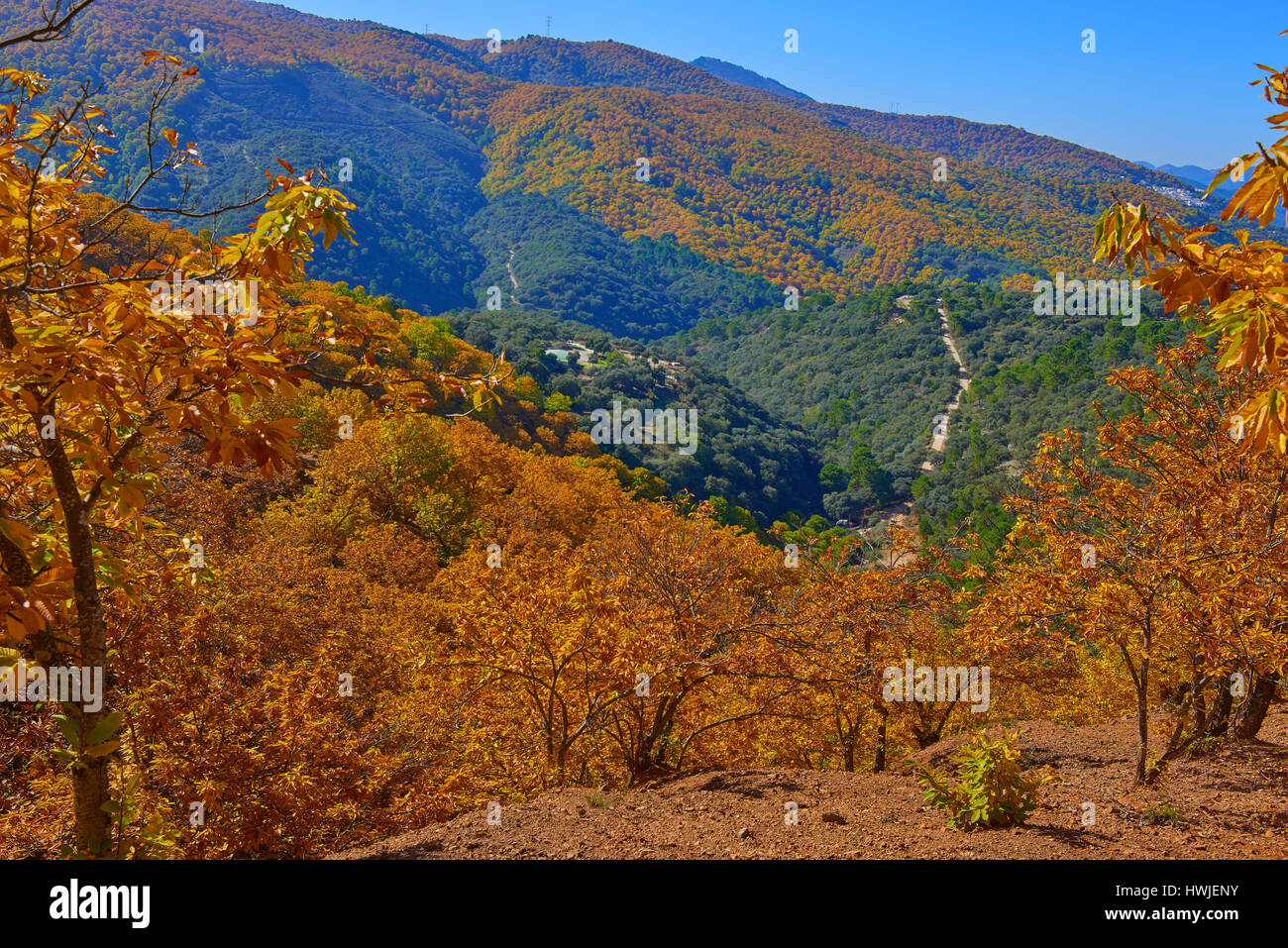 Autumn, Chesnut forest, Castanea sativa, Valle del Genal, Genal Valley ...
