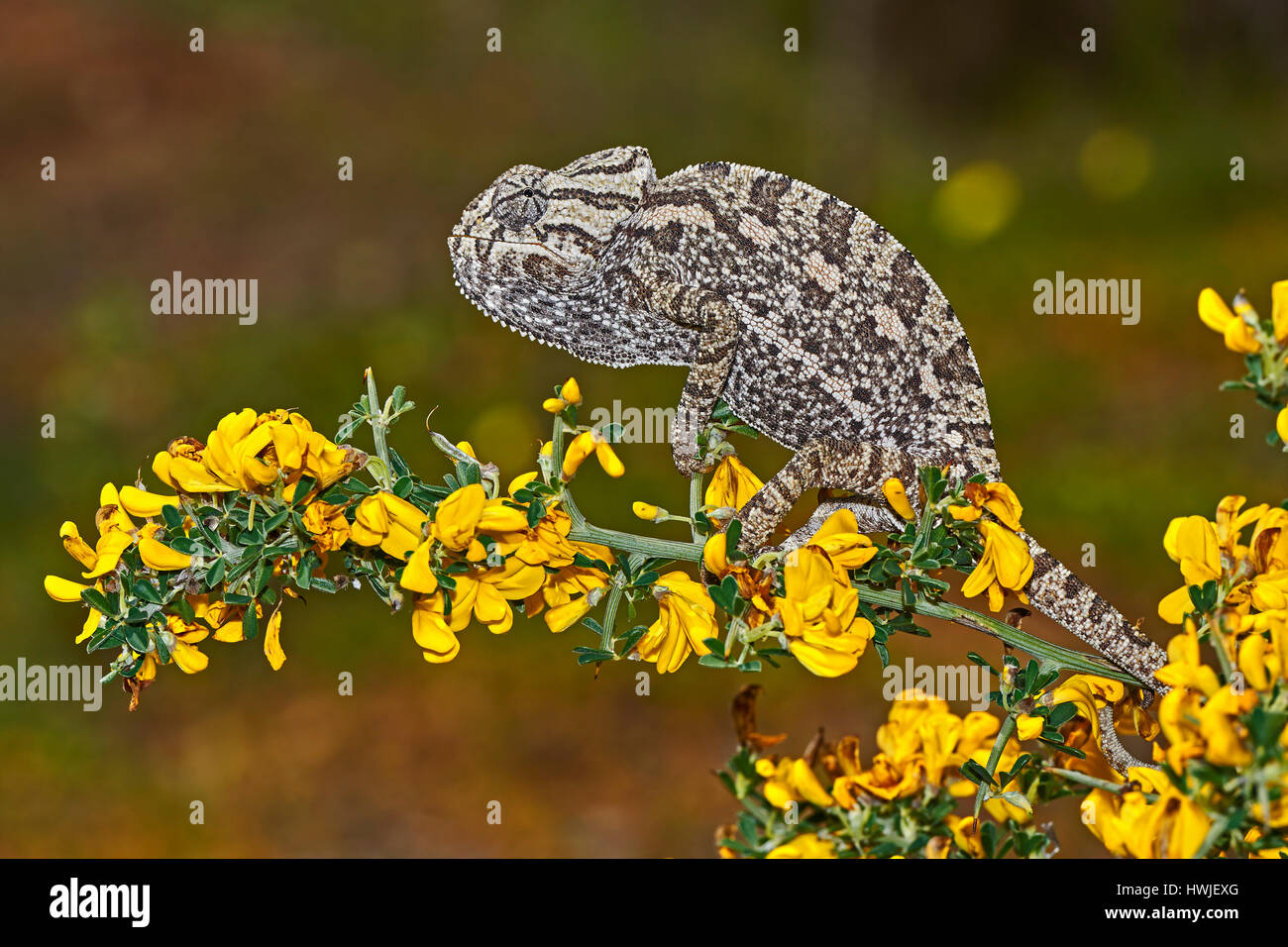 European Chamaleon , Chamaeleo chamaeleon, on a tree branch ...