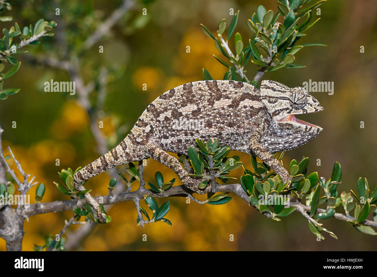 Common chameleon mediterranean chameleon chamaeleo hi-res stock ...
