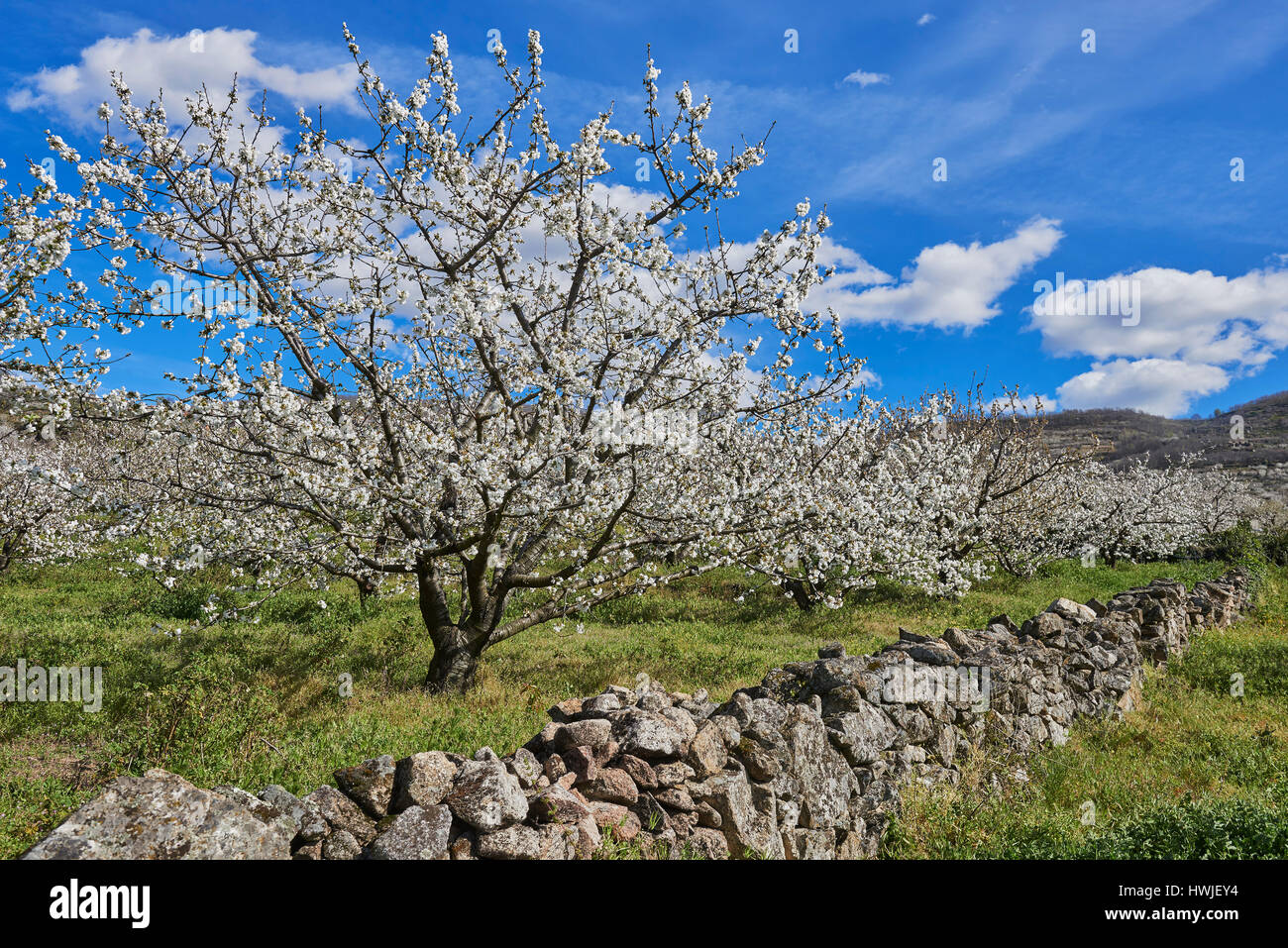 Cherry trees , Prunus cerasus, Cherry trees in full blossom, Jerte ...