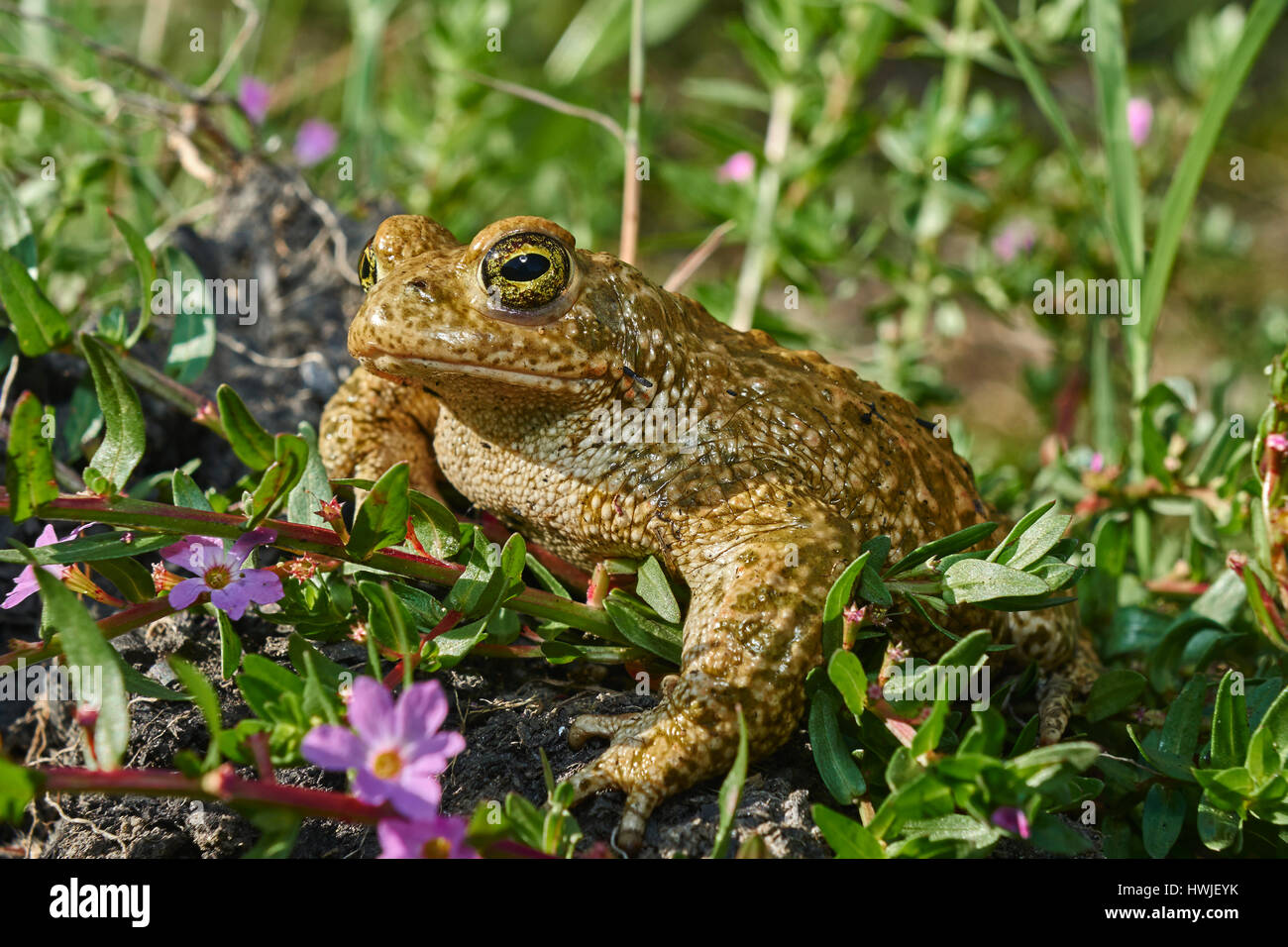 Sapo Corredor, Natterjack Toad, Bufo calamita, Benalmadena, Malaga ...
