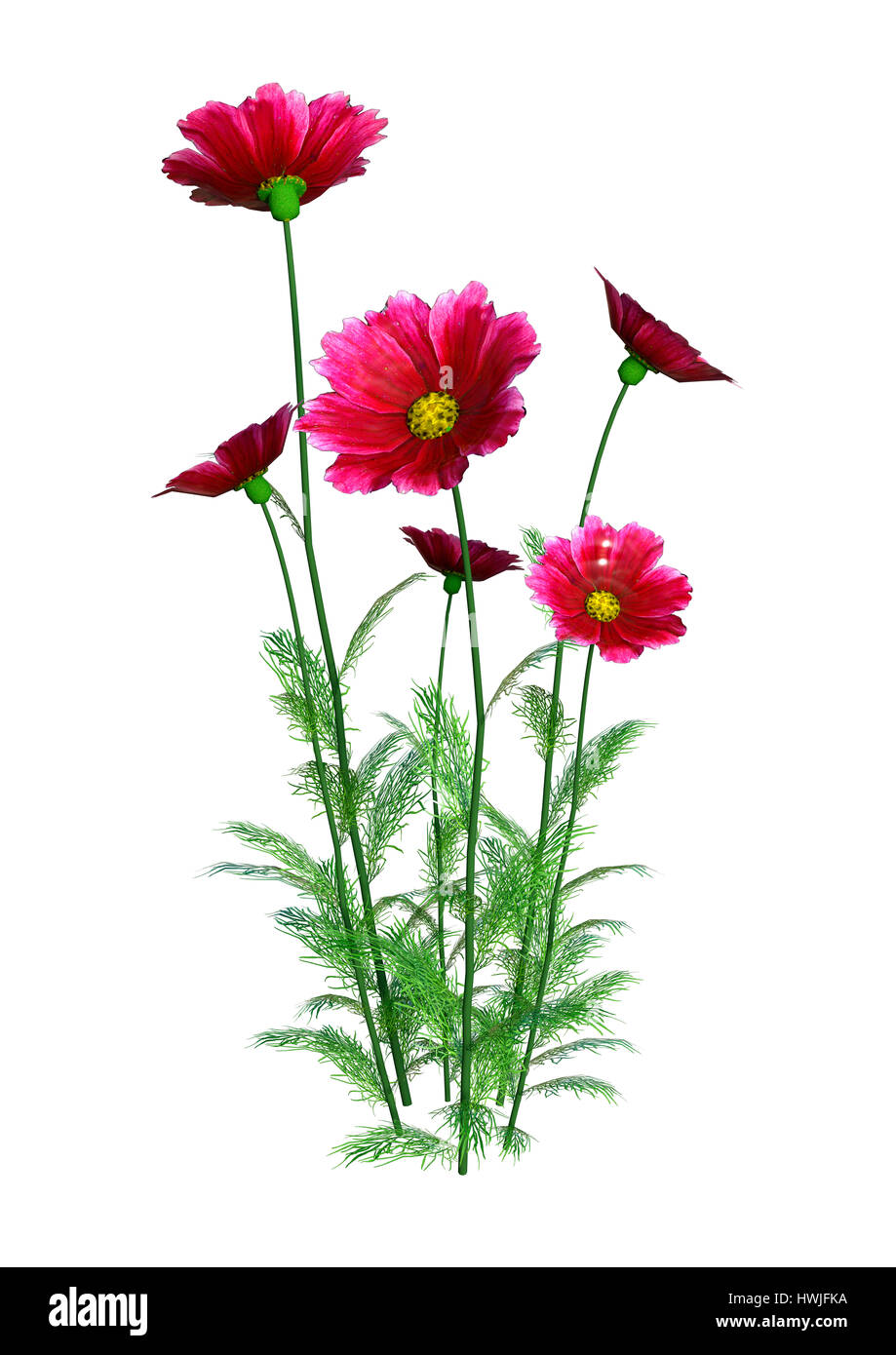 3D rendering of cosmos flowers isolated on white background Stock Photo ...