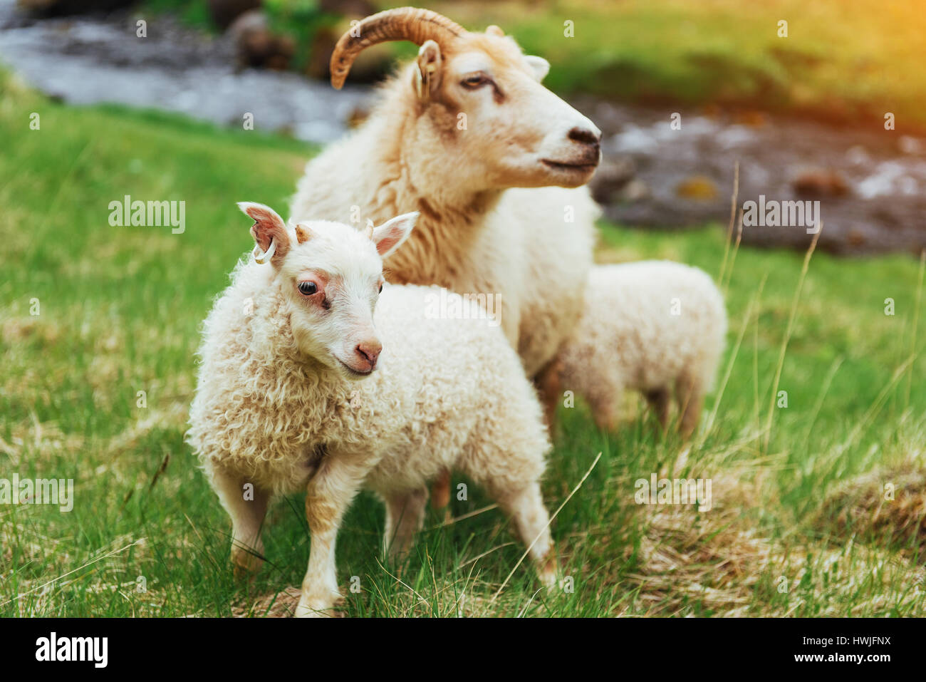 The Icelandic sheep. Fantastic views waterfall in the national park ...