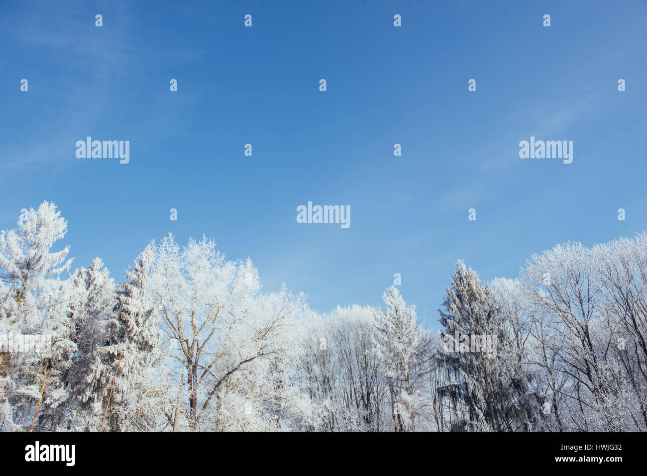 The tops of the trees in the snow. Frozen snow on trees. Frozen trees ...