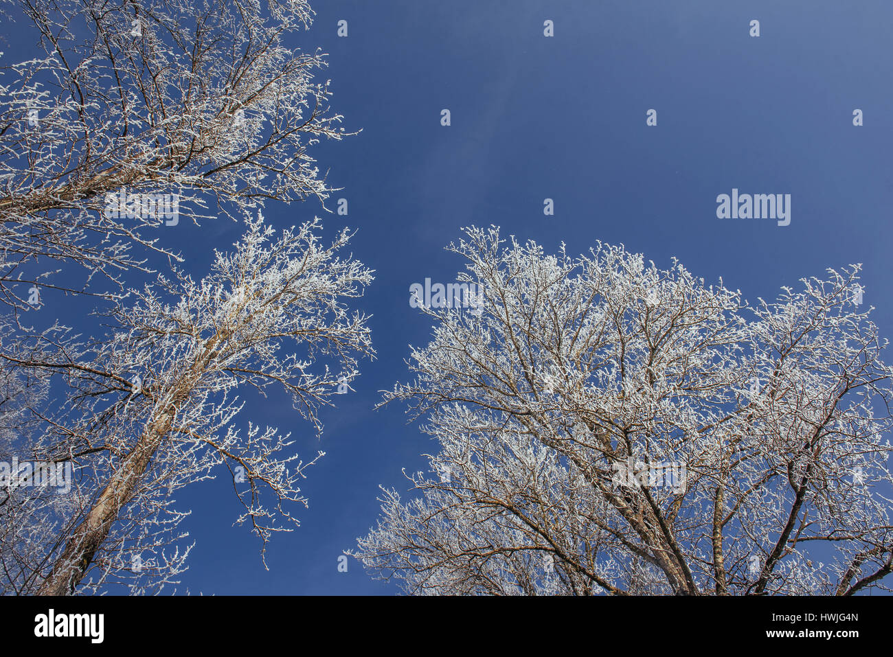 The tops of the trees in the snow. Frozen snow on trees. Frozen trees ...