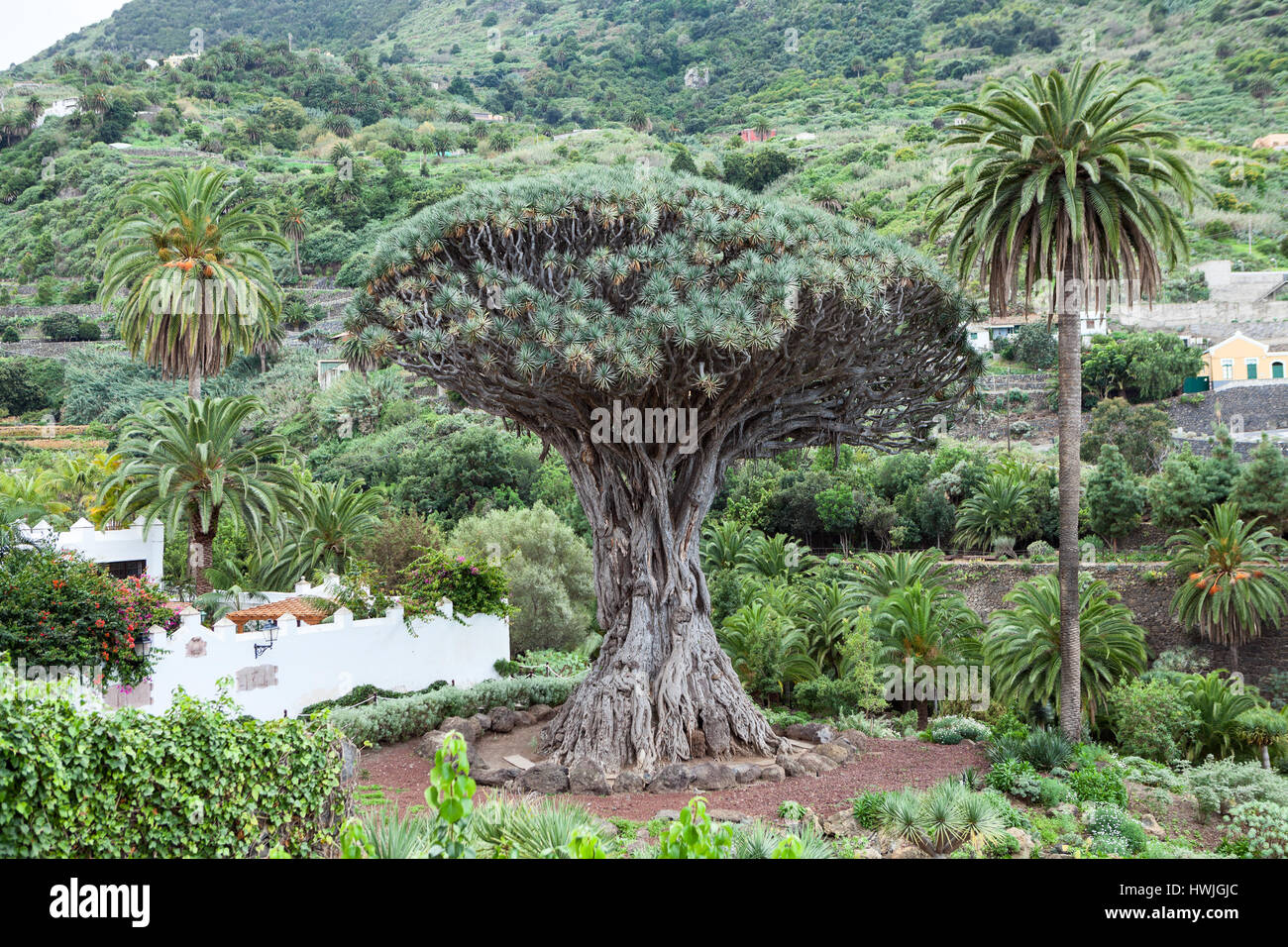 The Dragon tree. Dracaena draco tree is a natural symbol of the island ...
