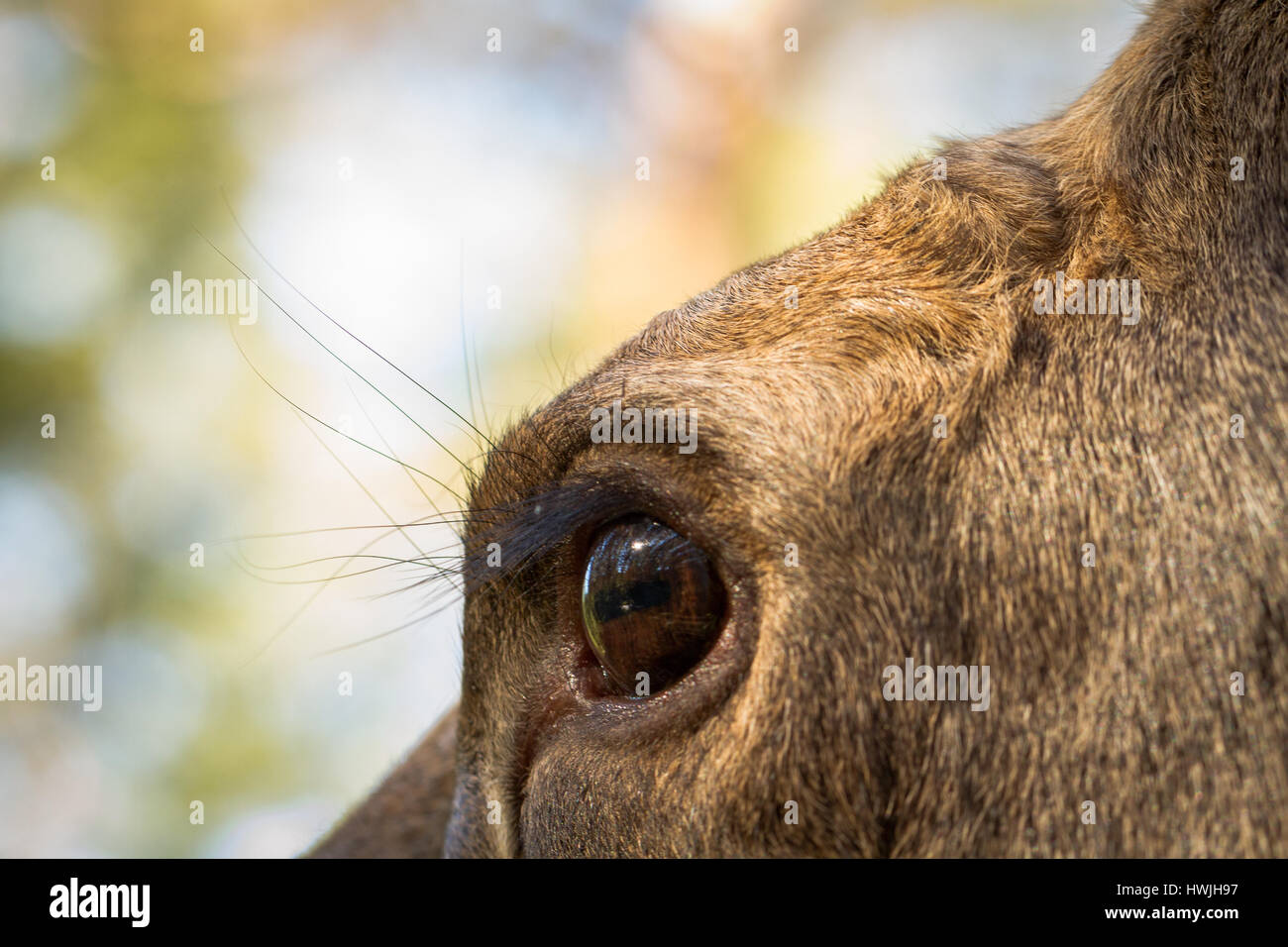 Moose or European elk Alces alces female eye close up Stock Photo - Alamy