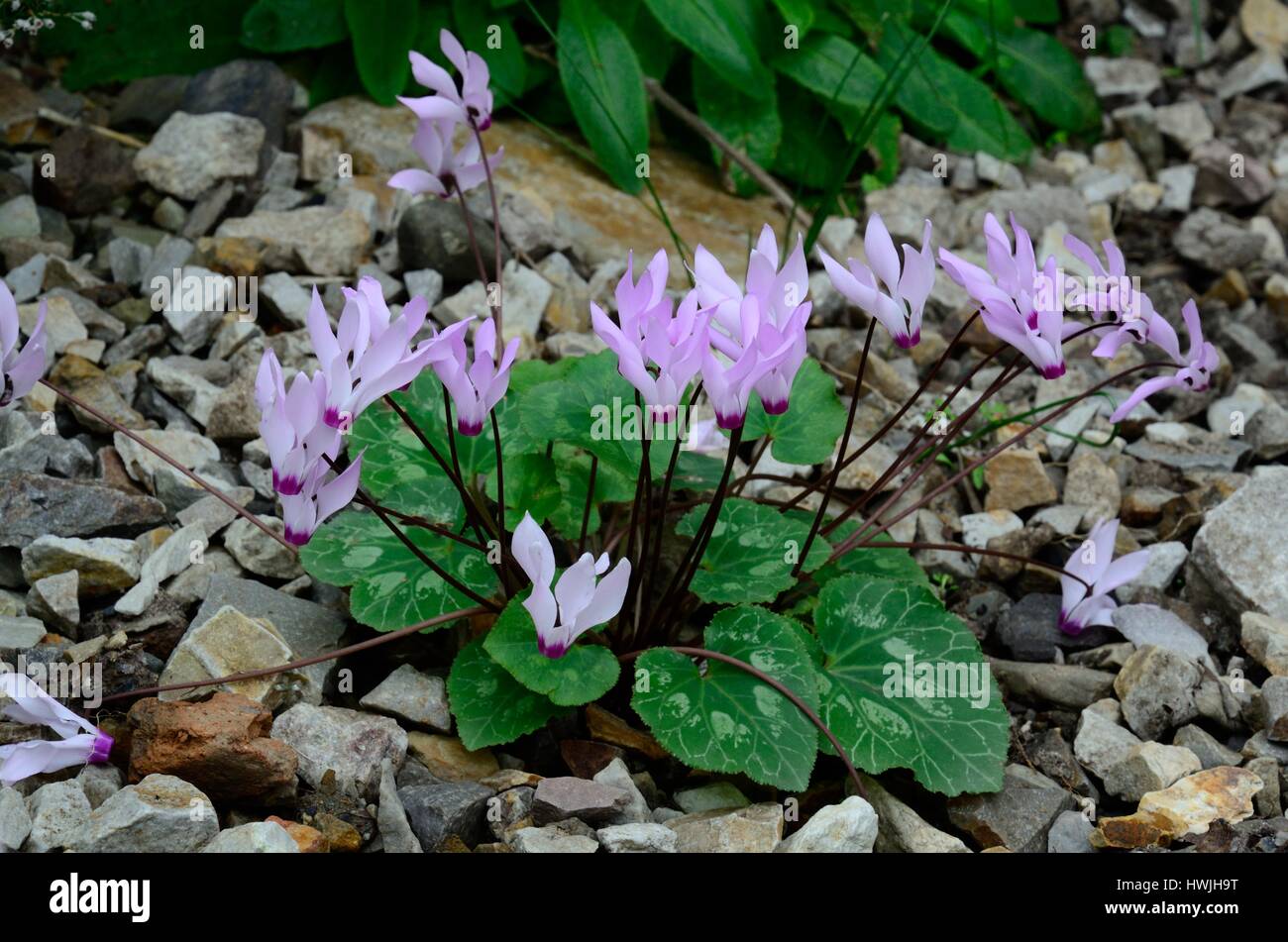 Cyclamen persicum Persian cyclamen flowers growing in a rockery garden ...