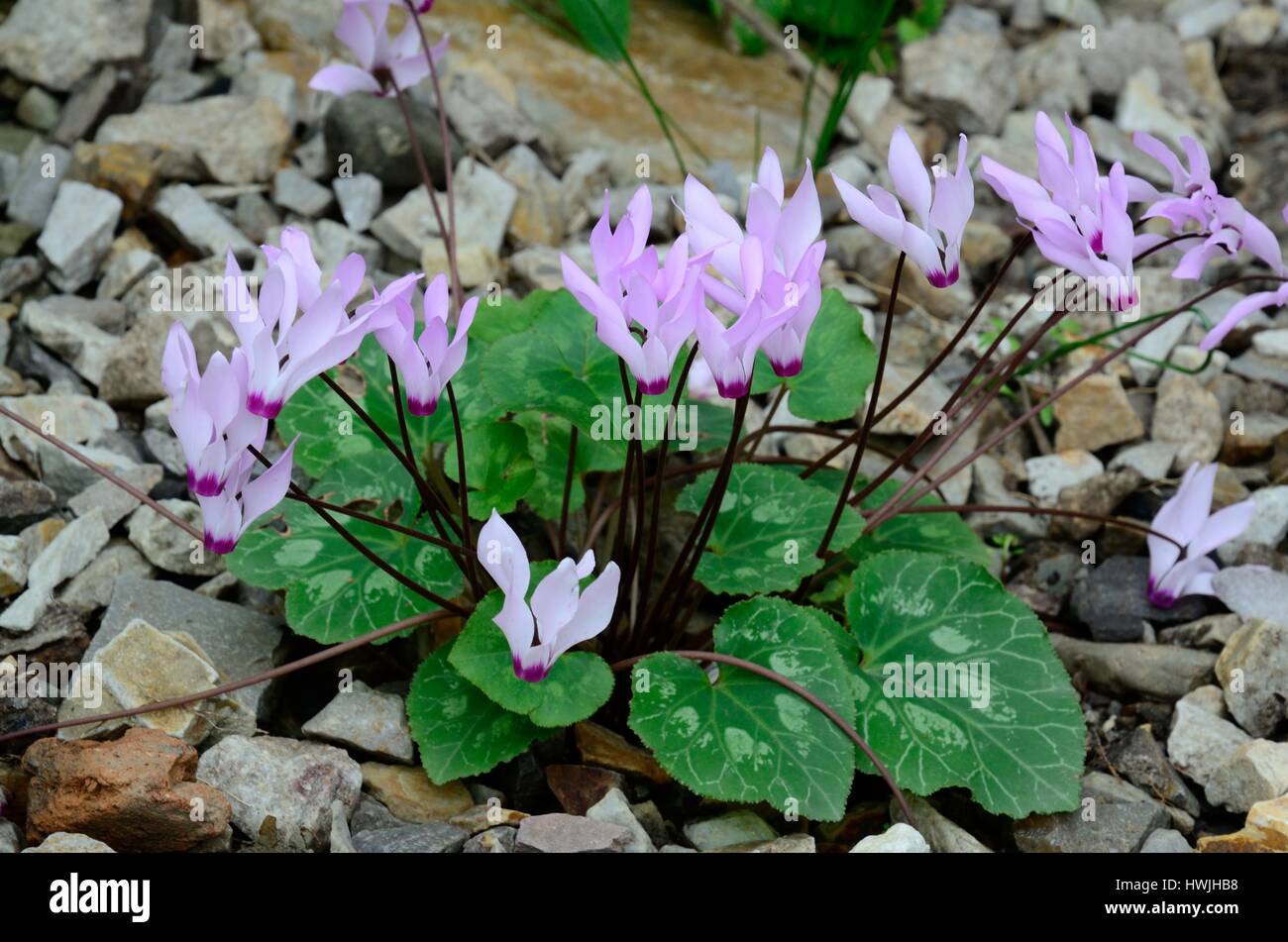 Cyclamen persicum Persian cyclamen flowers growing in a rockery garden ...