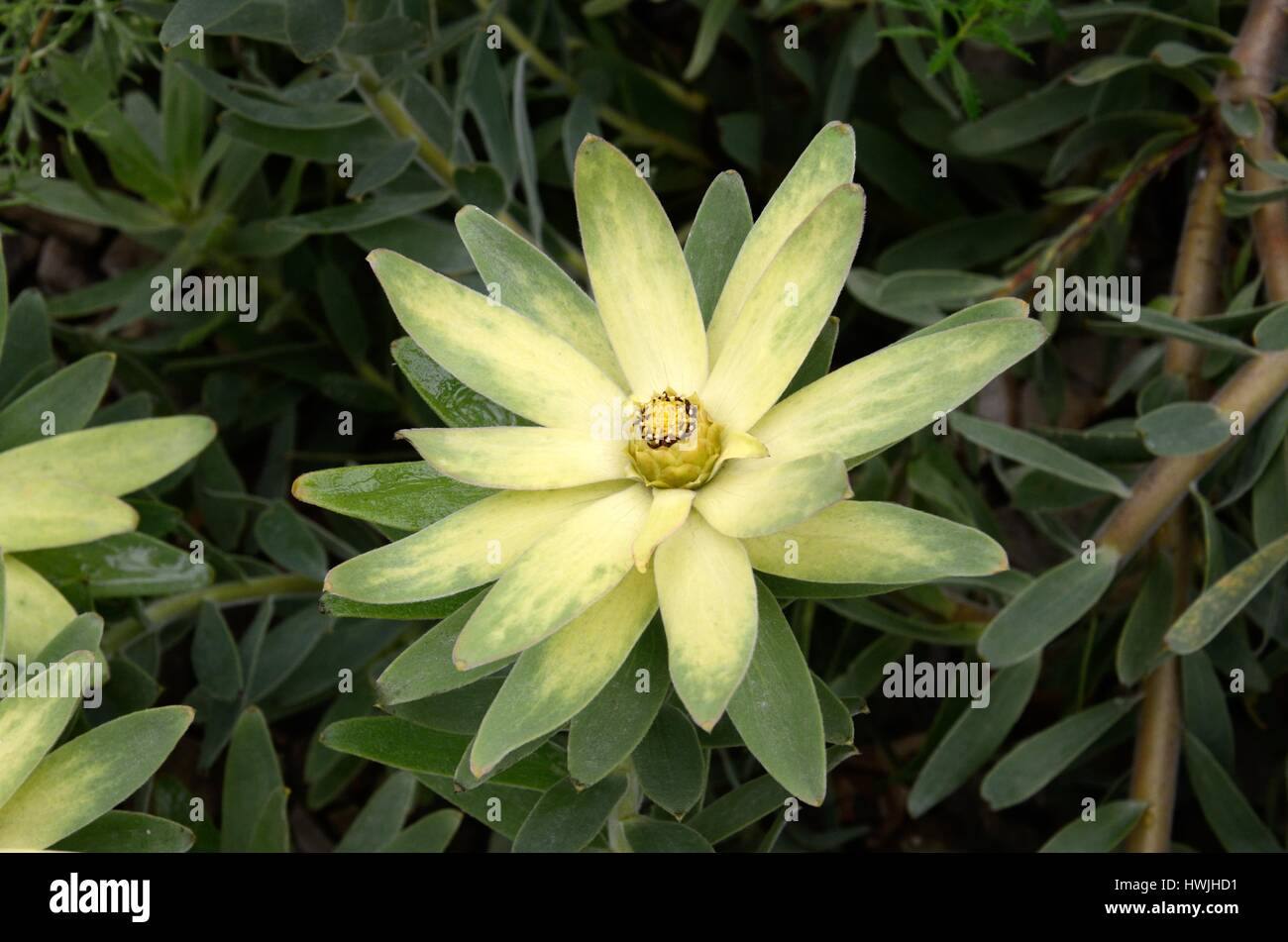 Sessile flowers hi-res stock photography and images - Alamy