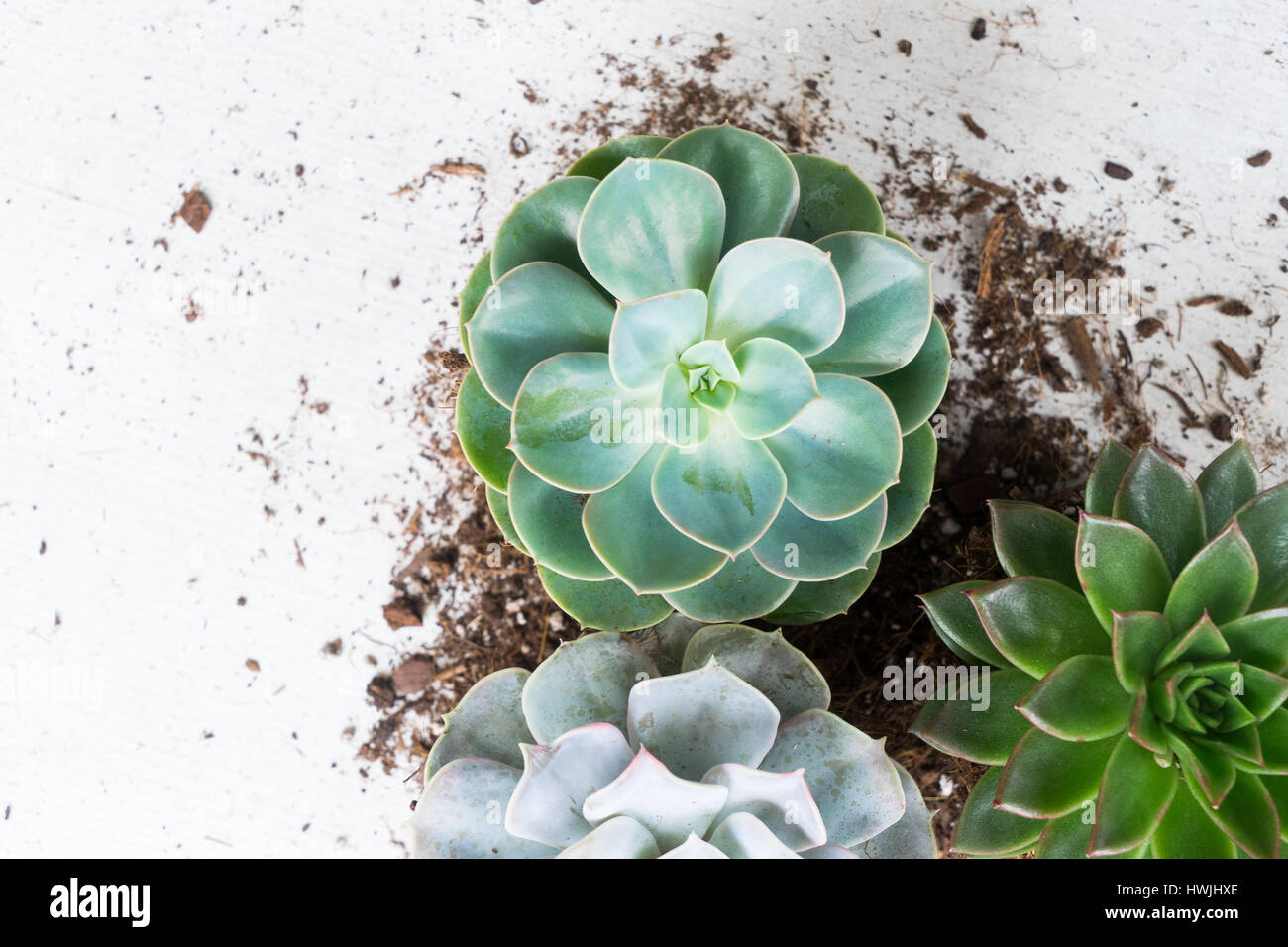 Succulent growing plants Stock Photo - Alamy