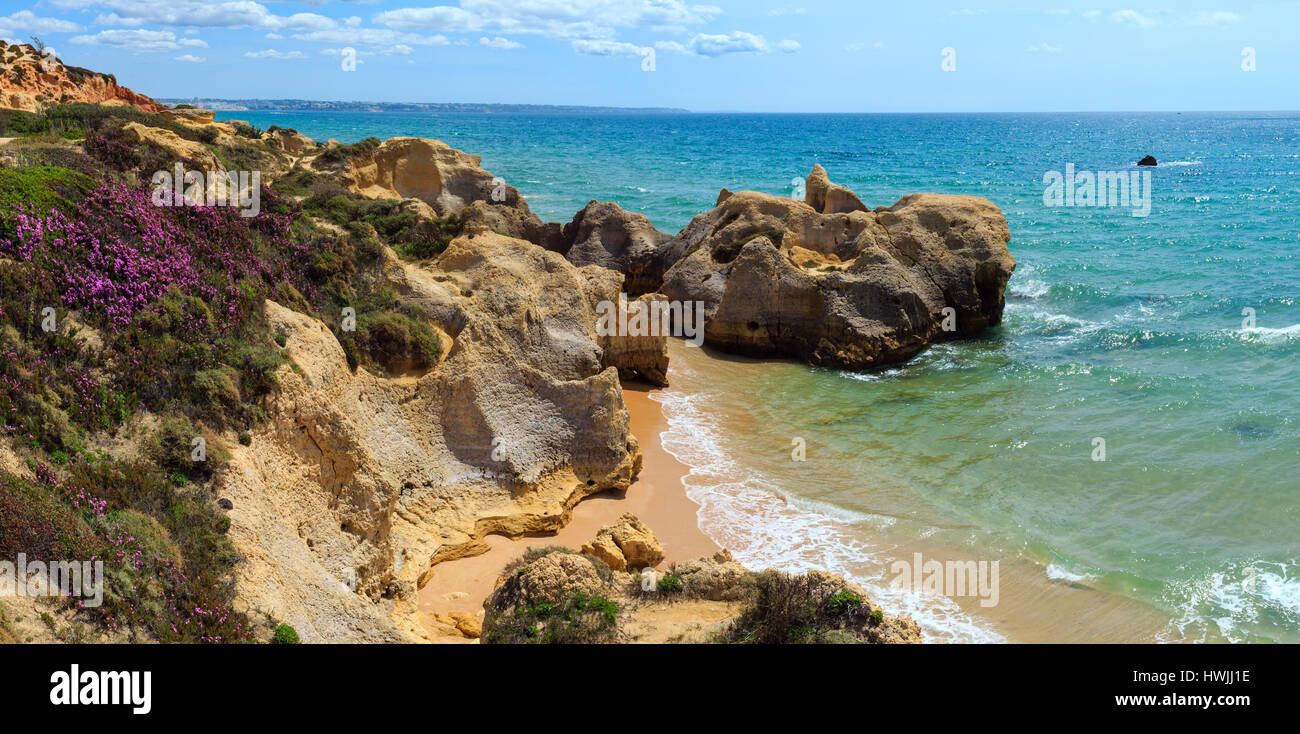 Summer blossoming Atlantic rocky coast view with purple flowers and ...