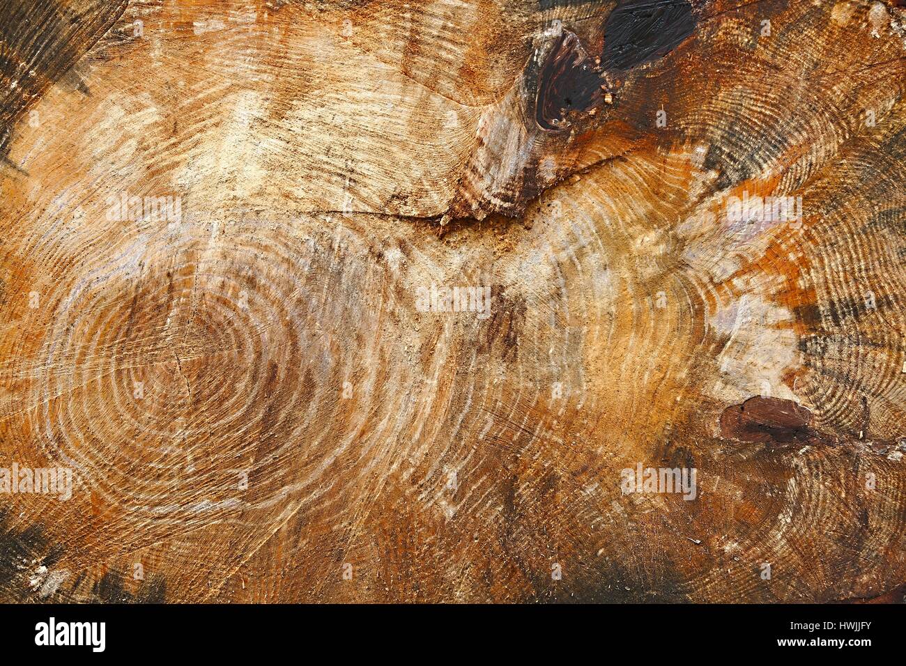 Tree trunk texture Stock Photo - Alamy