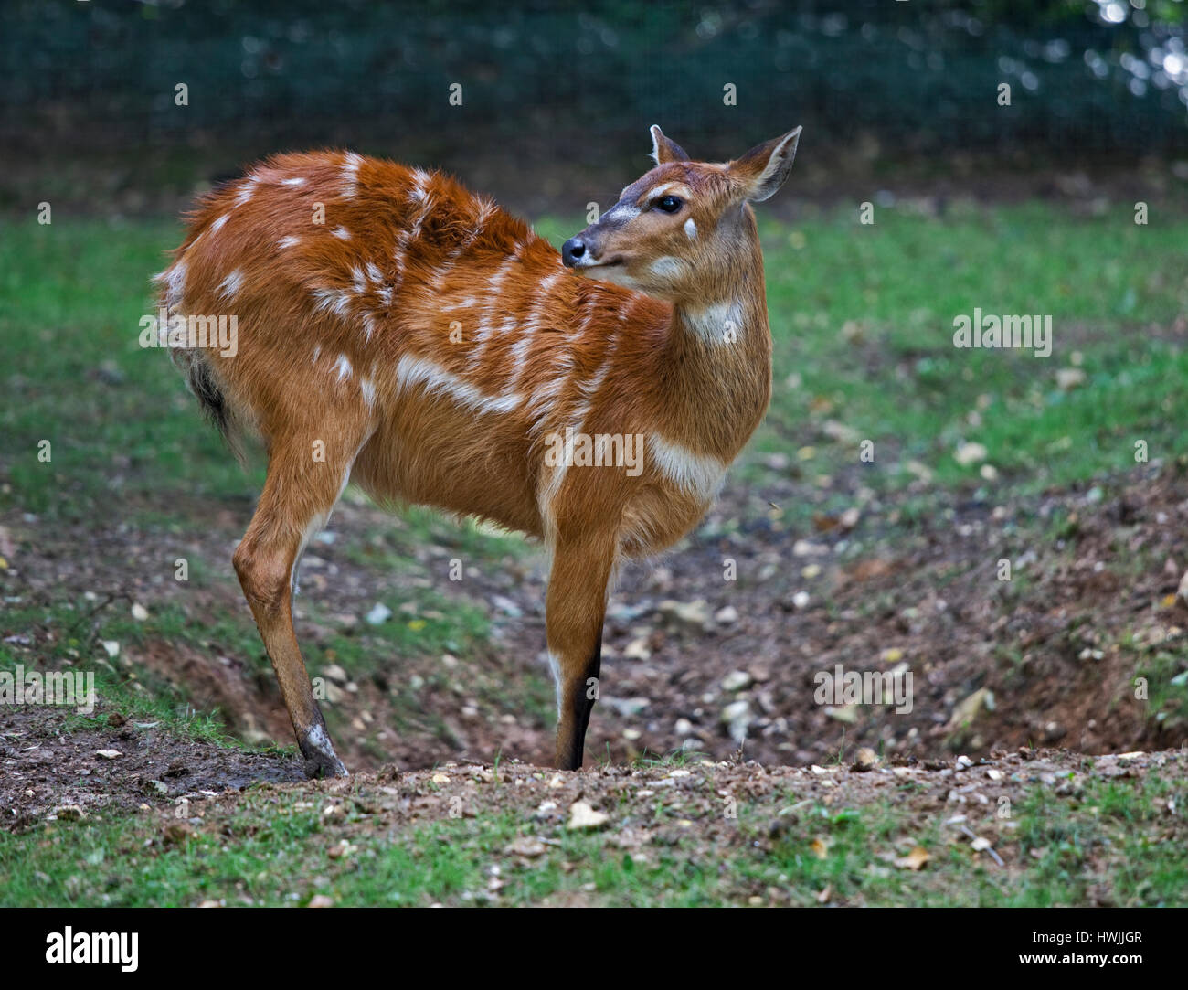 Sitatunga hi-res stock photography and images - Alamy