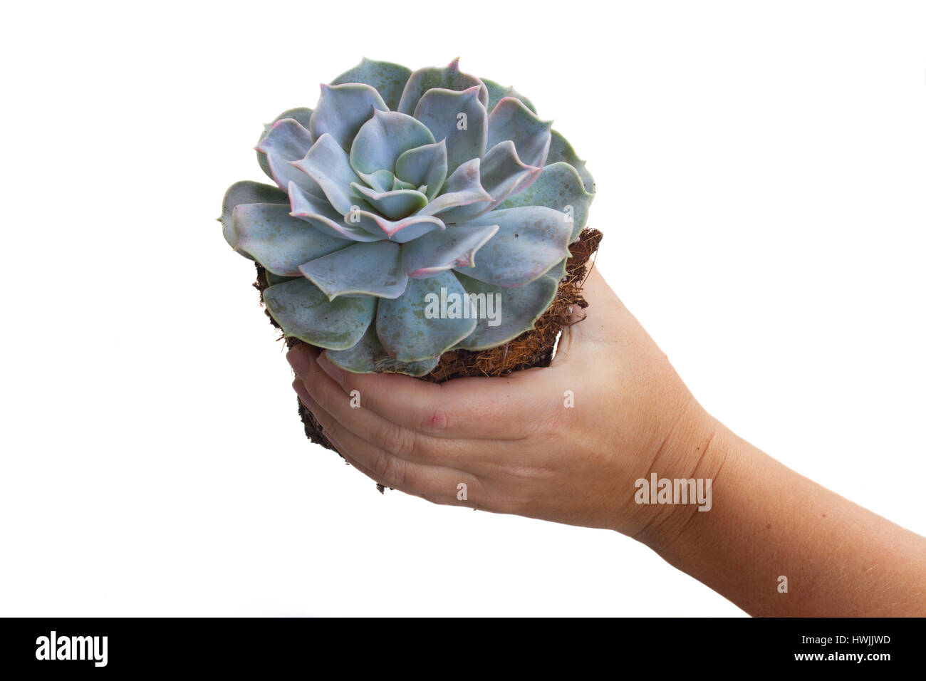 Hand holding succulent plant Stock Photo - Alamy
