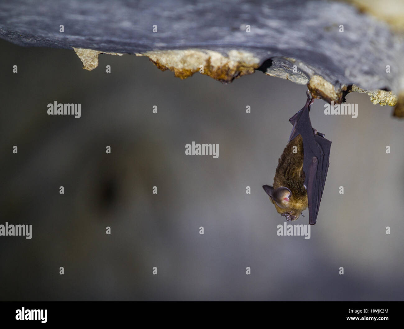 Small bat hanging from the cave roof in Wind Caves Kuching Stock Photo ...