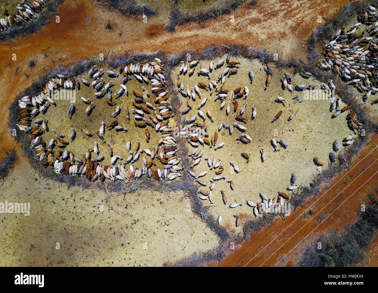Aerial view of cows suffering from the drought grouped in fences to be ...